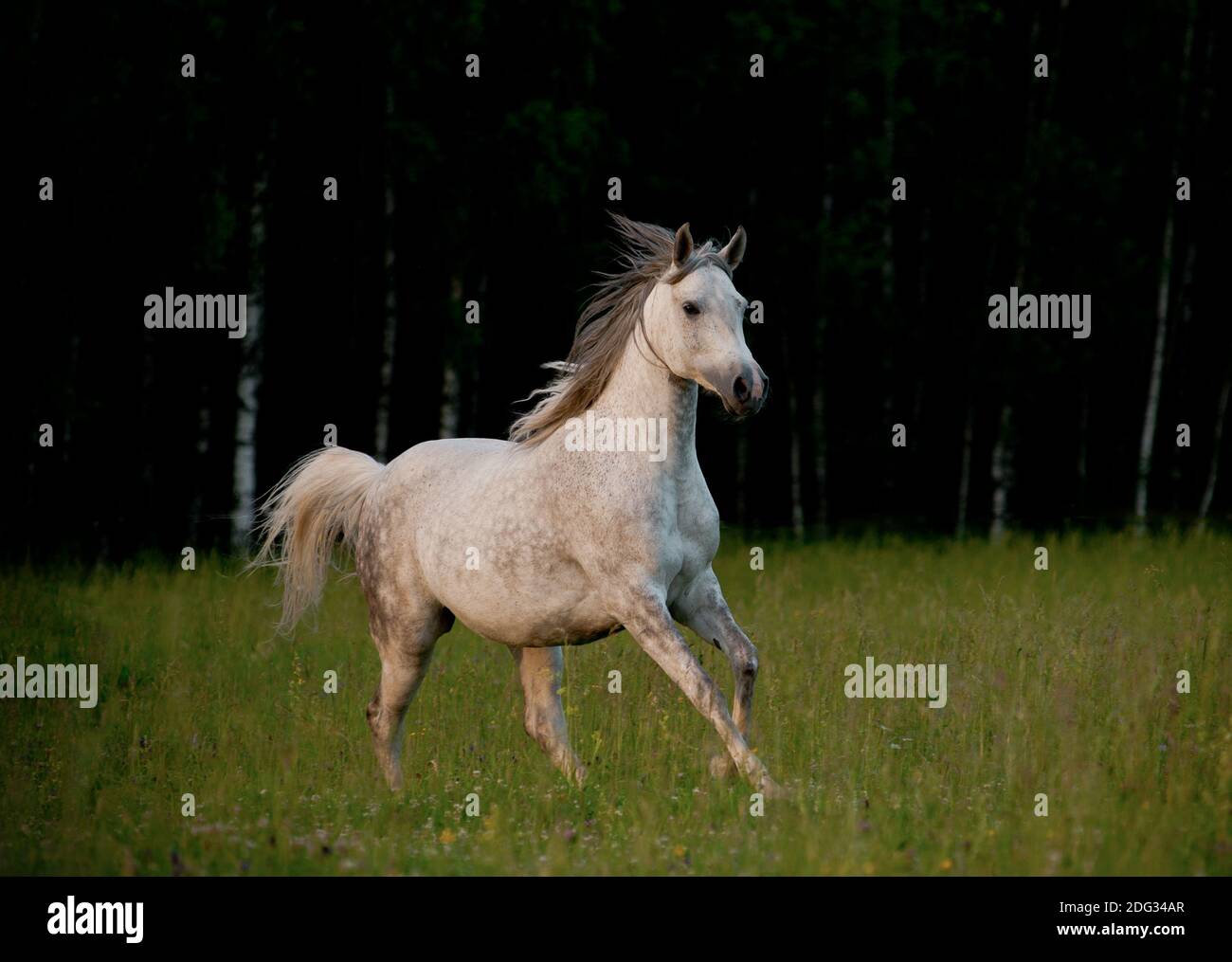 arabian horse in forest Stock Photo - Alamy