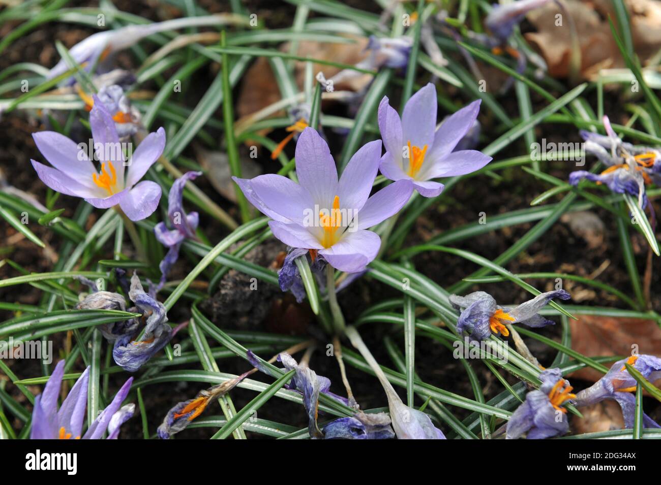 Light violet Sieber's crocus (Crocus sieberi) Firefly bloom in a garden ...