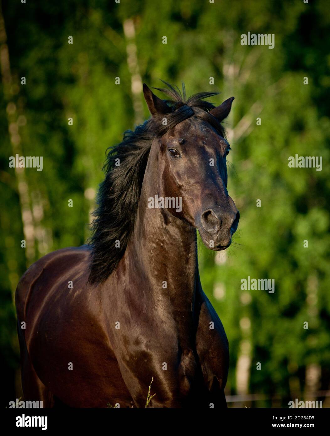 Raven horse hi-res stock photography and images - Alamy