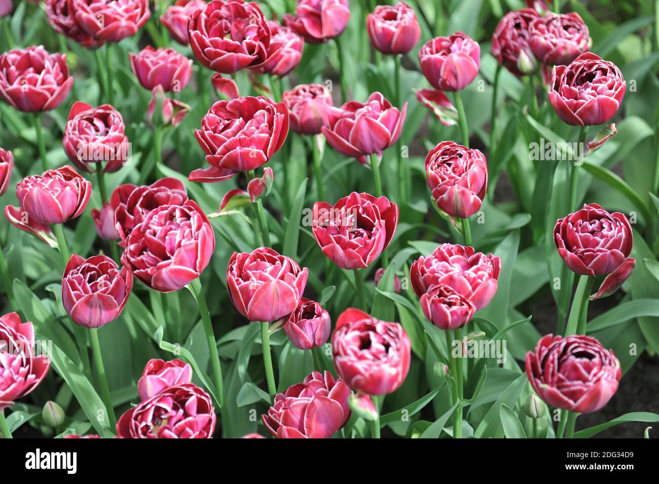 Red and white multi-flowered Double Late tulips (Tulipa) Drumline bloom ...