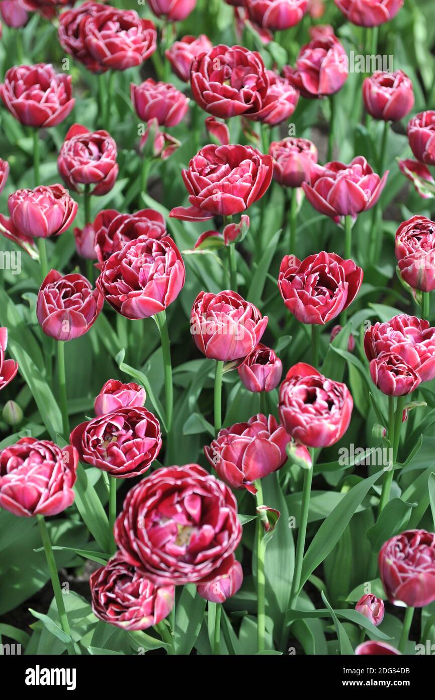 Red and white multi-flowered Double Late tulips (Tulipa) Drumline bloom ...
