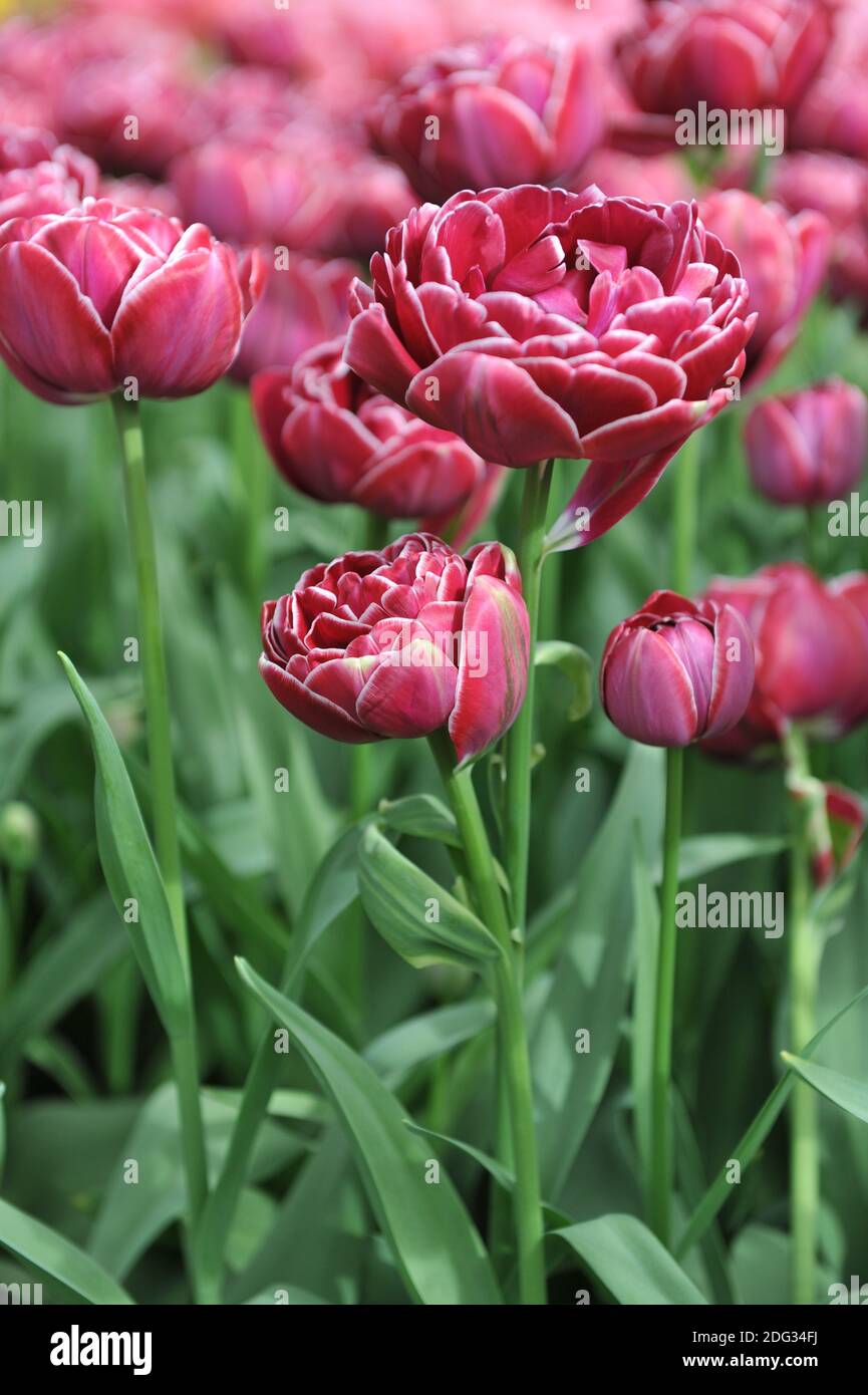 Red and white multi-flowered Double Late tulips (Tulipa) Drumline bloom ...