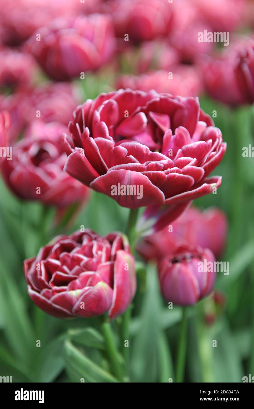 Red and white multi-flowered Double Late tulips (Tulipa) Drumline bloom ...