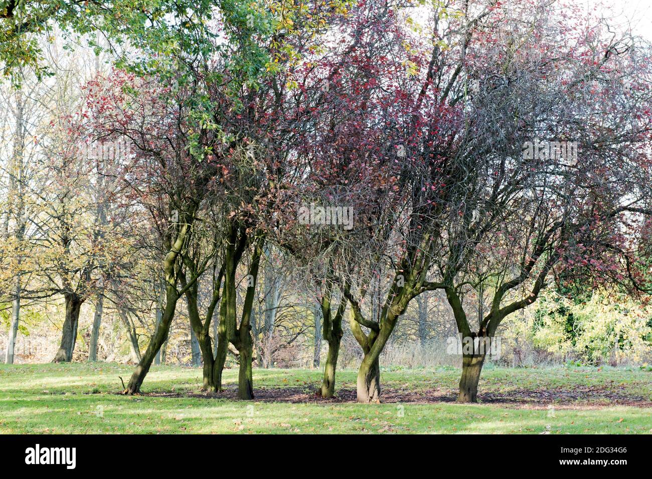 Alexandra palace park hi-res stock photography and images - Alamy
