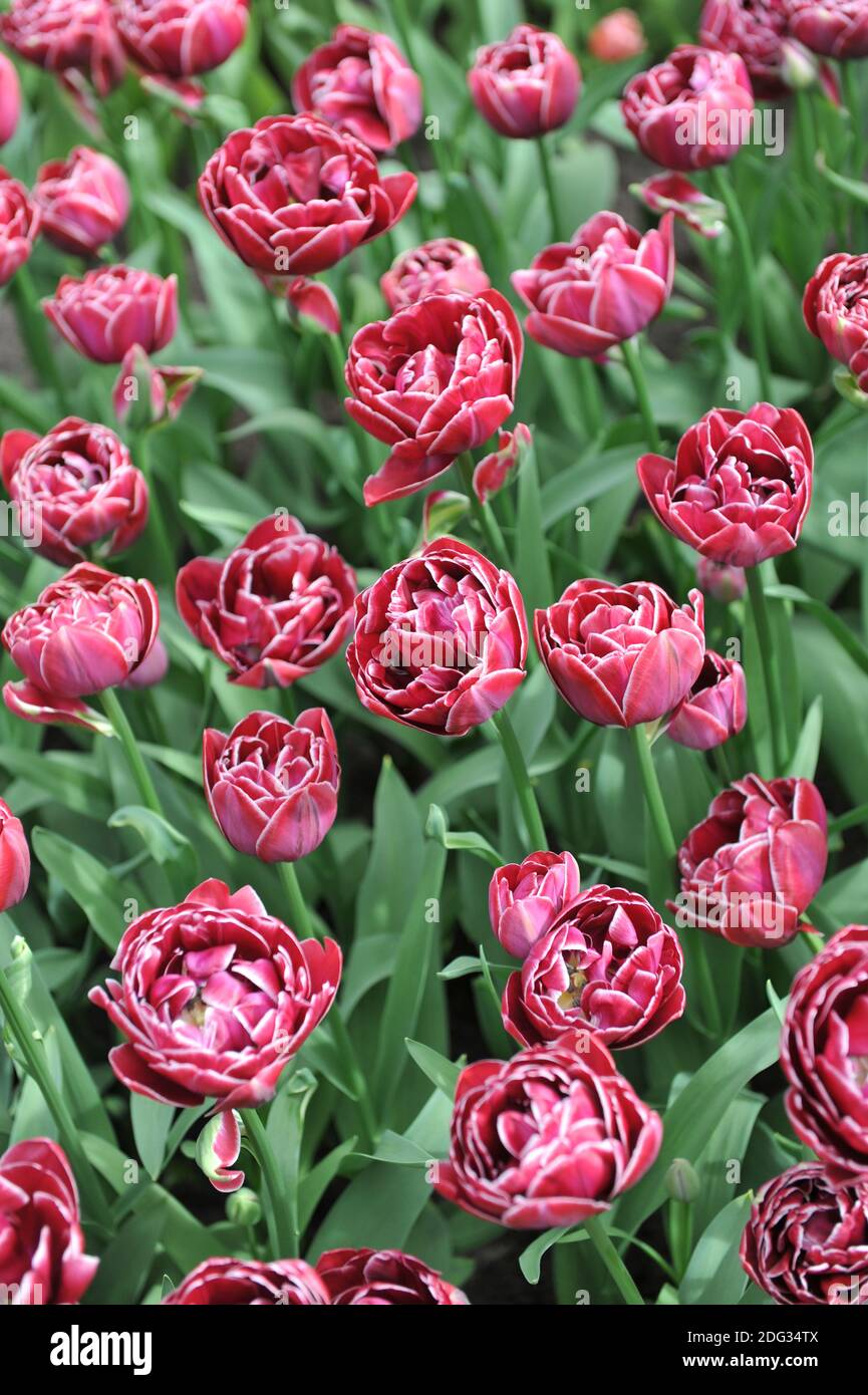 Red and white multi-flowered Double Late tulips (Tulipa) Drumline bloom ...