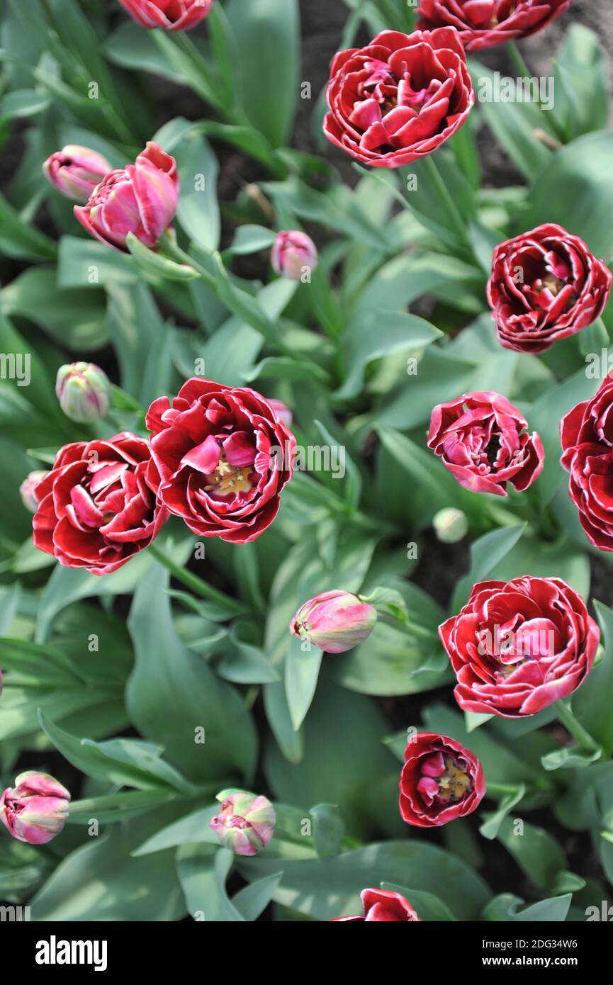 Red and white multi-flowered Double Late tulips (Tulipa) Drumline bloom ...