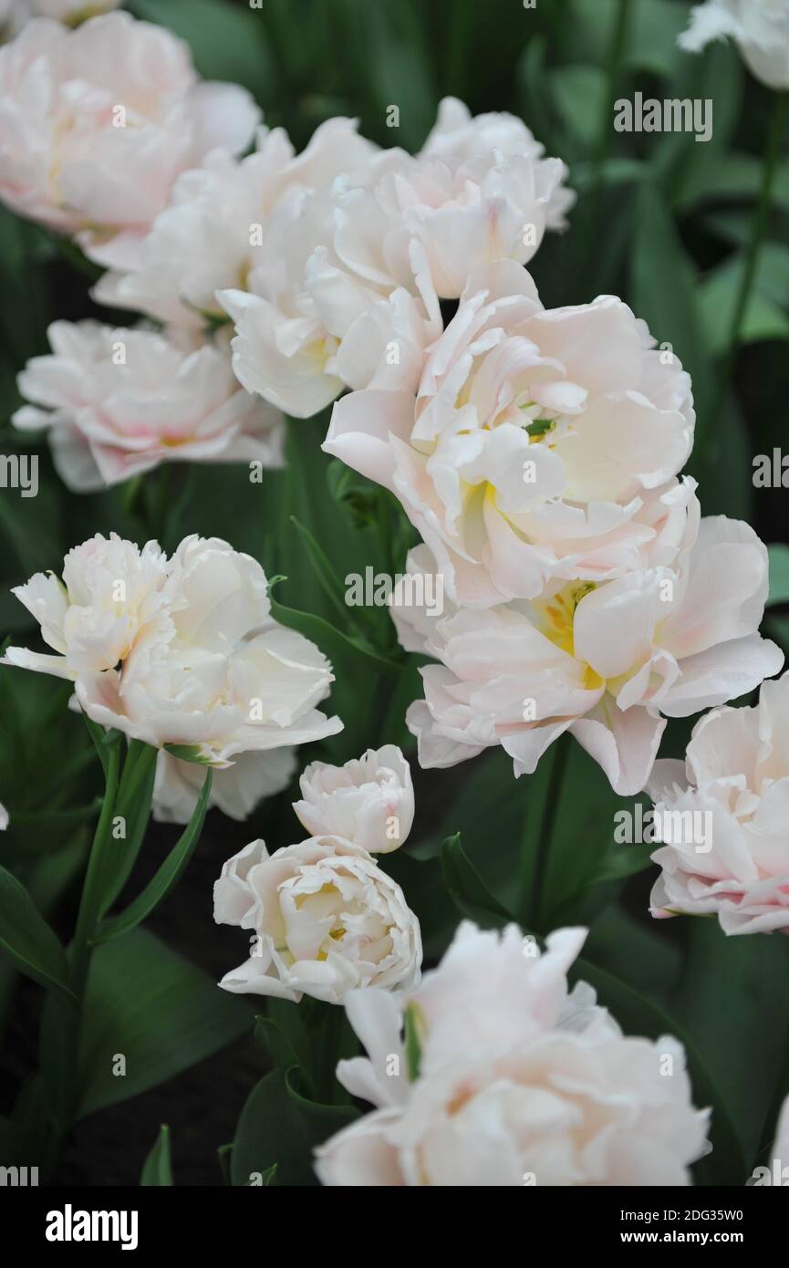 White peony-flowered Double Early tulips (Tulipa) Dreamer bloom in a ...