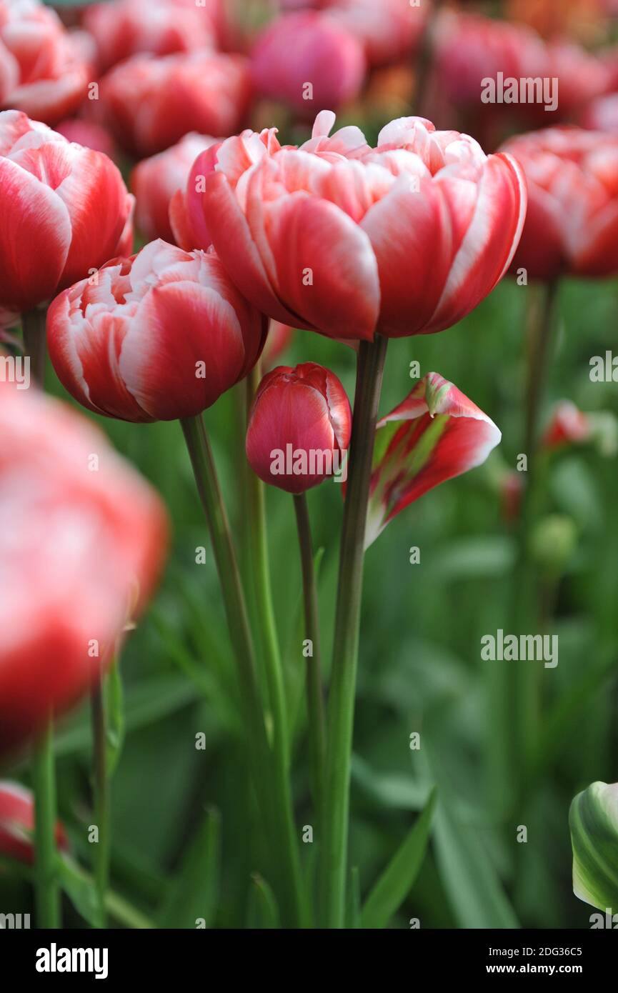 Red and white multi-flowered Double Late tulips (Tulipa) Drumline bloom ...