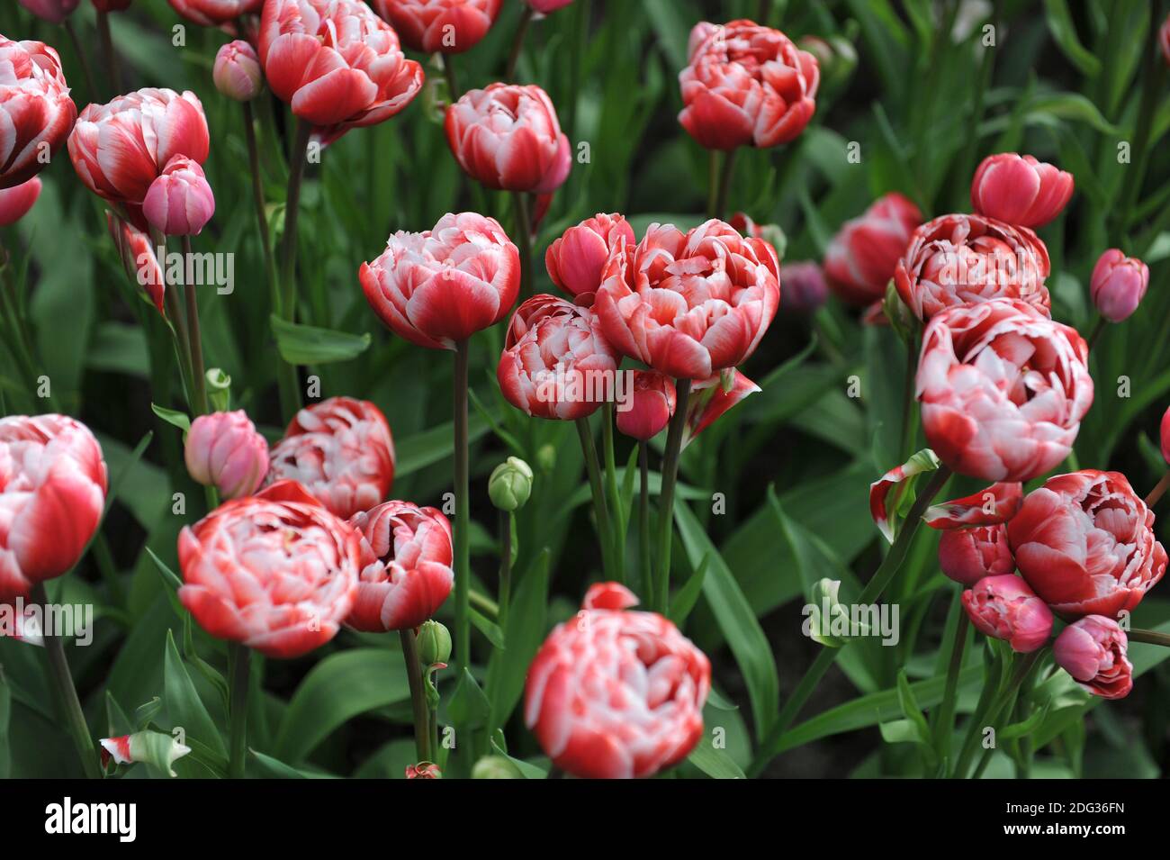 Red and white multi-flowered Double Late tulips (Tulipa) Drumline bloom ...