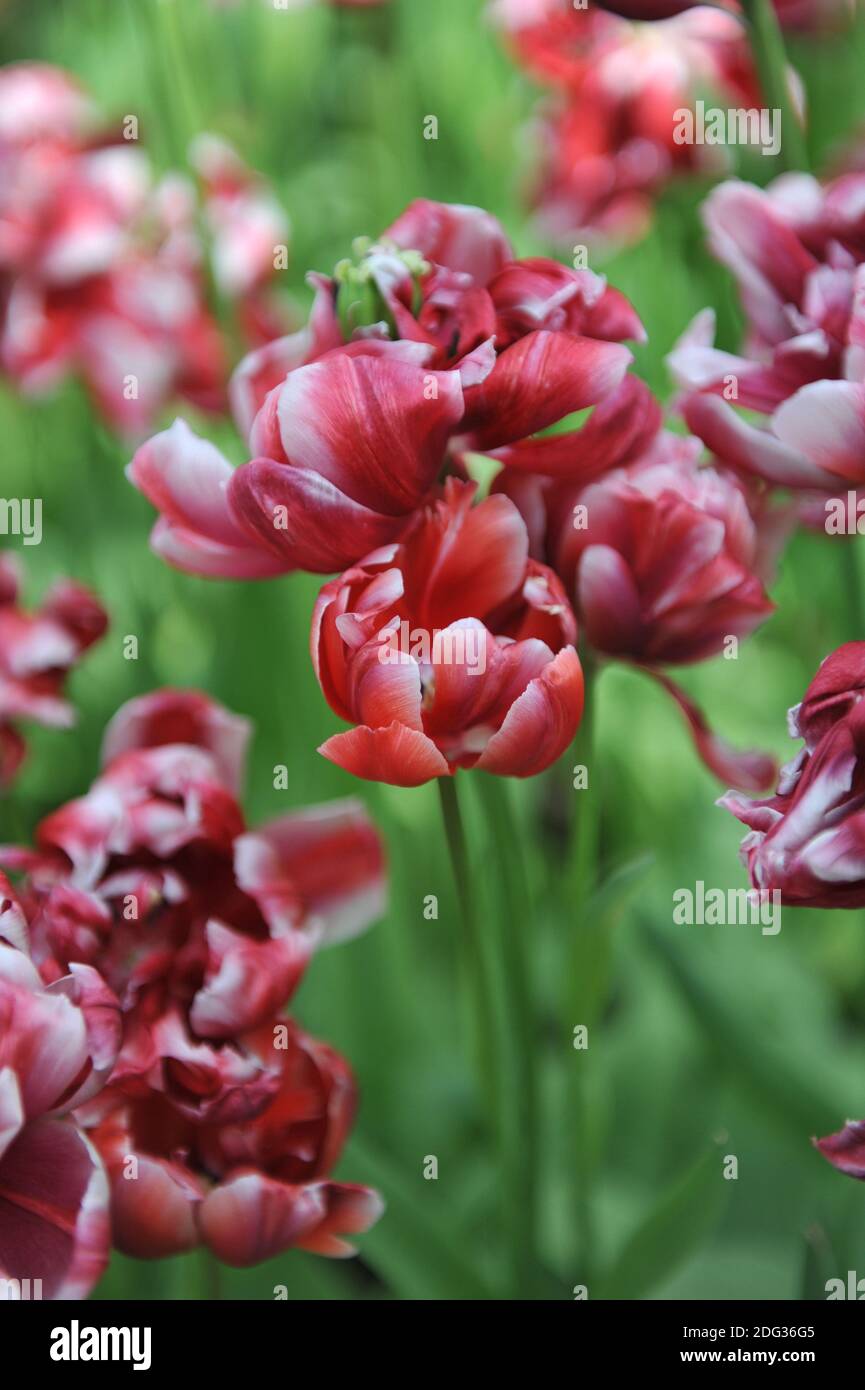 Multi color plant hi-res stock photography and images - Alamy