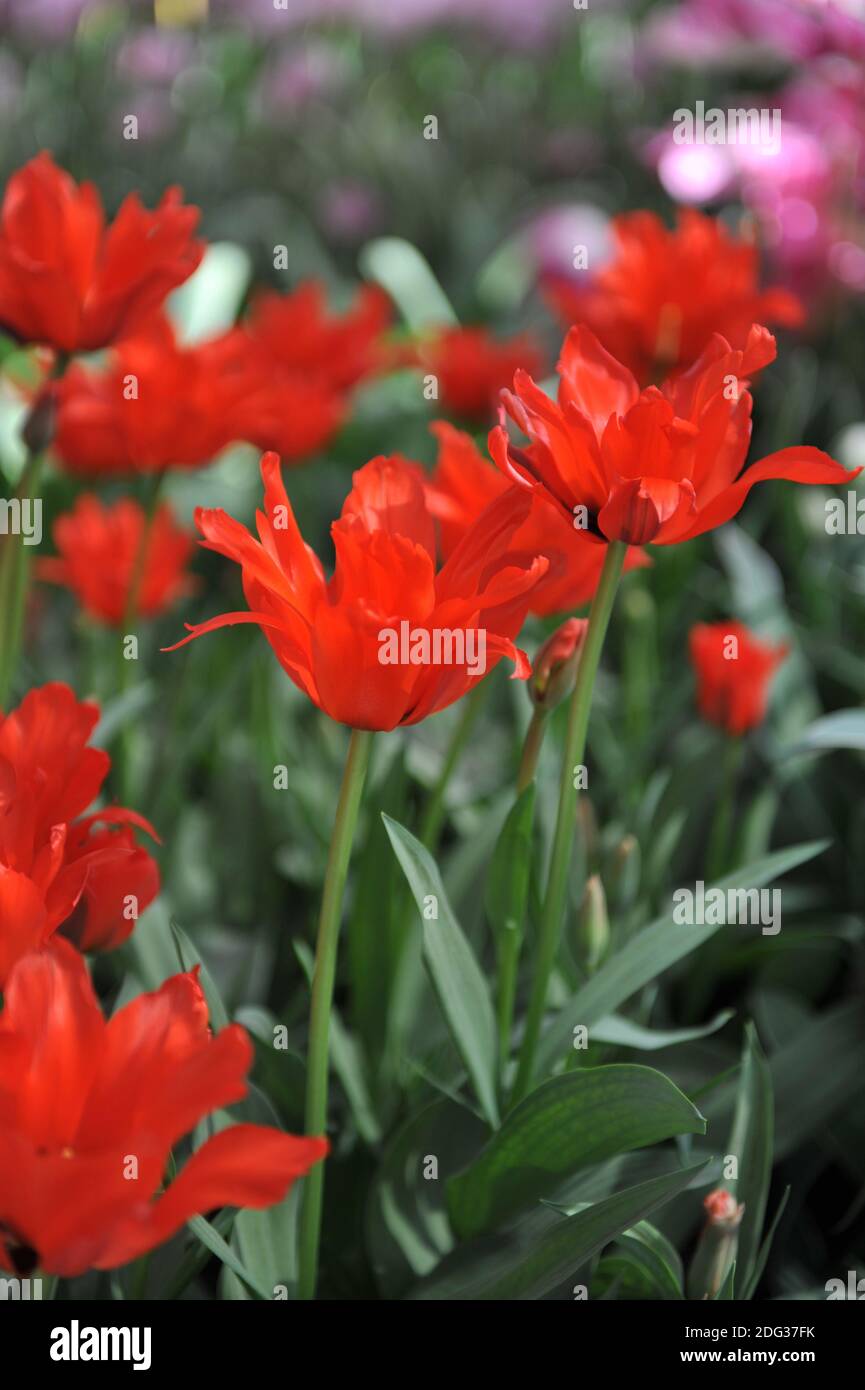 Tulips Double Red Riding Hood