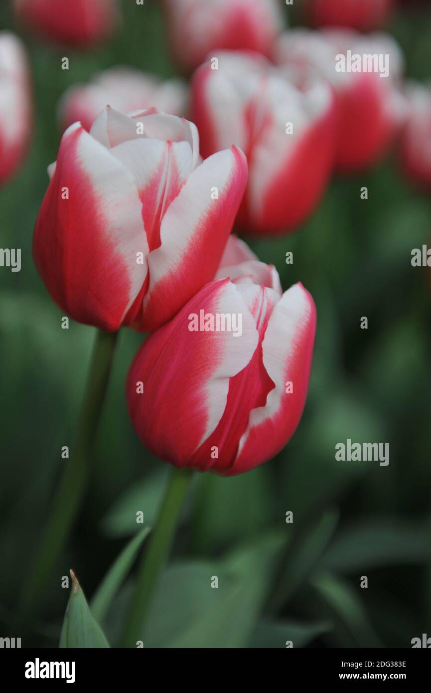 Red and white Triumph tulips (Tulipa) Dutch Design bloom in a garden in ...