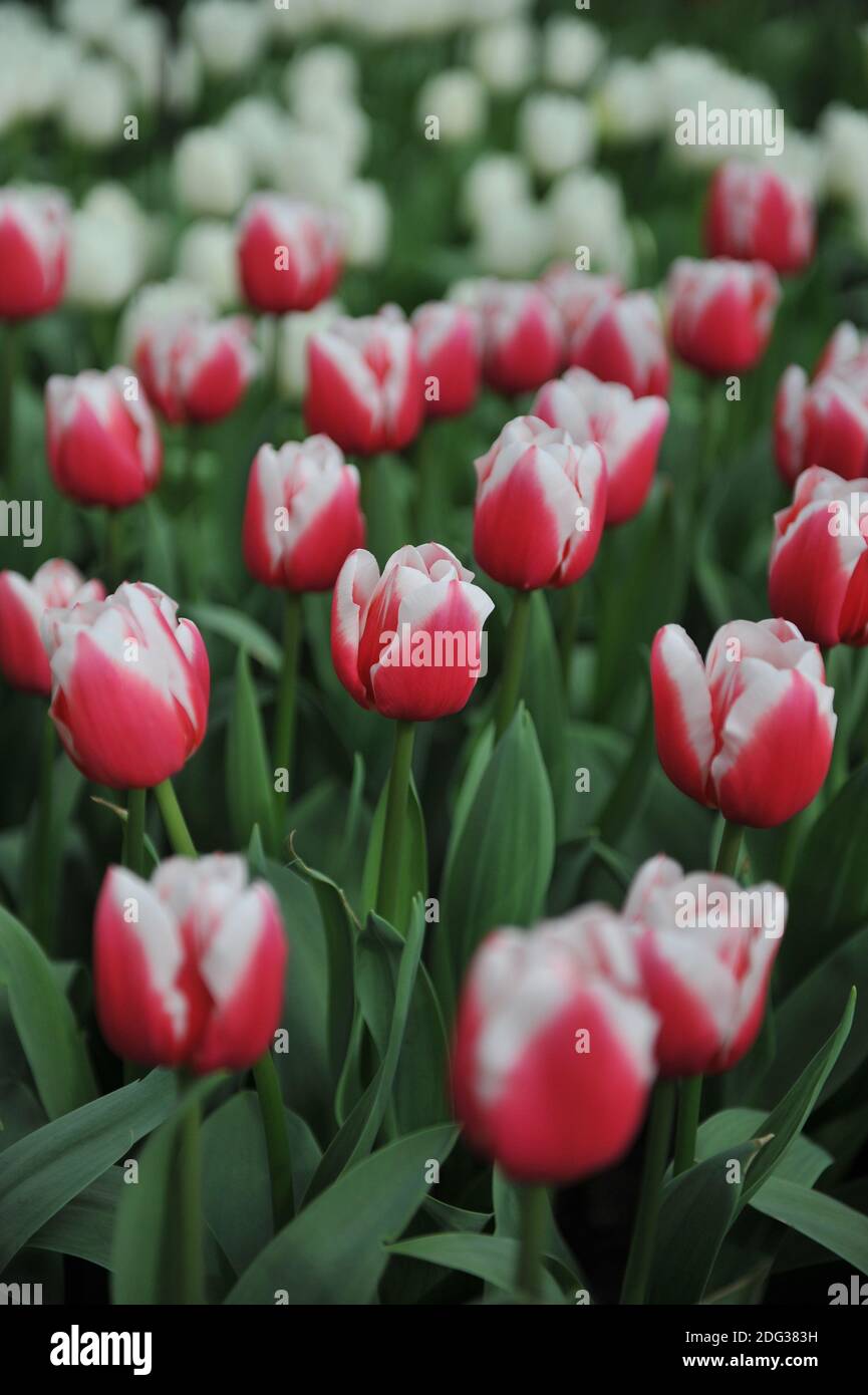 Red and white Triumph tulips (Tulipa) Dutch Design bloom in a garden in ...