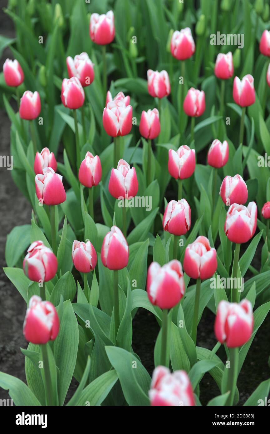 Red and white Triumph tulips (Tulipa) Dutch Design bloom in a garden in ...