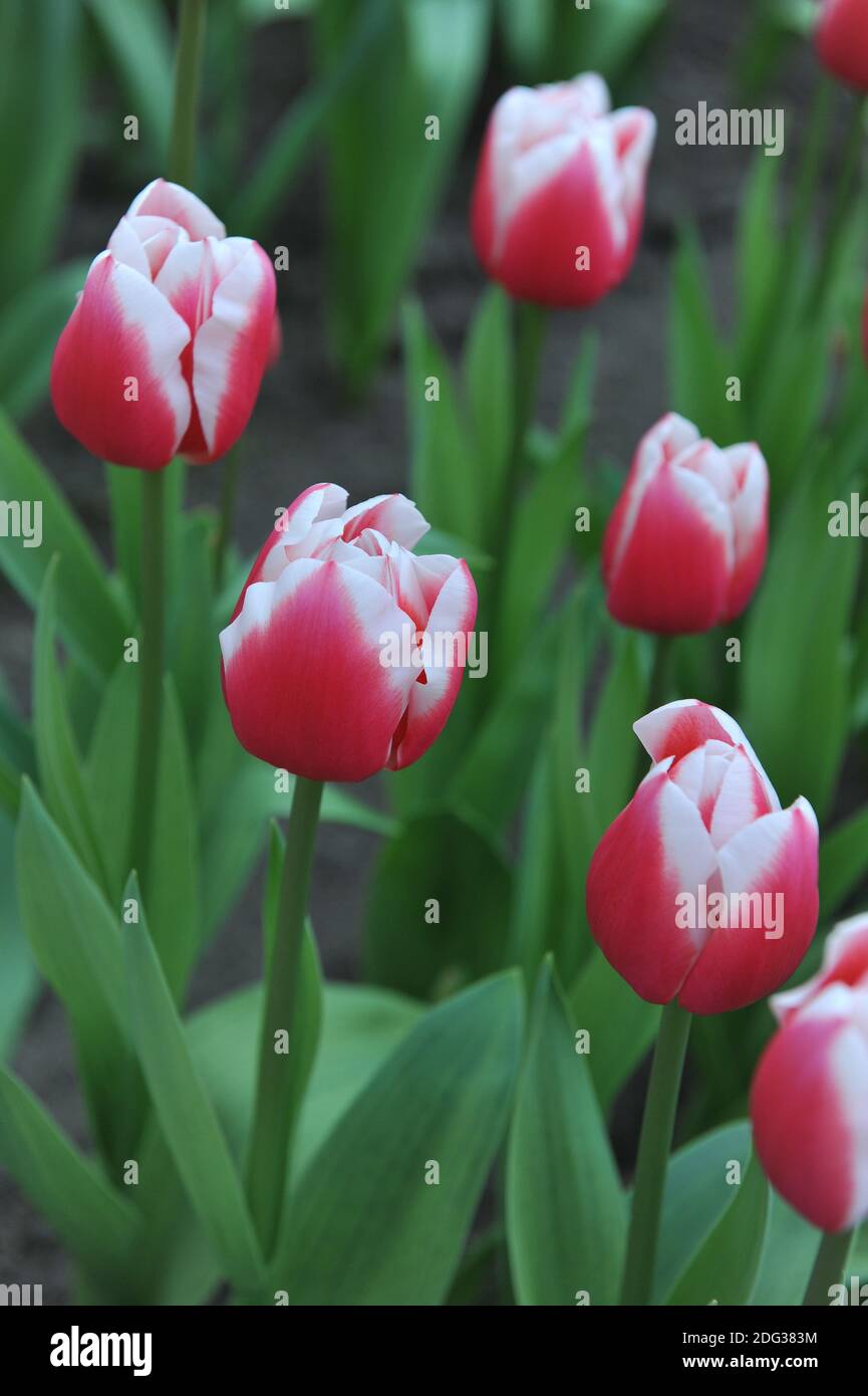 Red and white Triumph tulips (Tulipa) Dutch Design bloom in a garden in ...