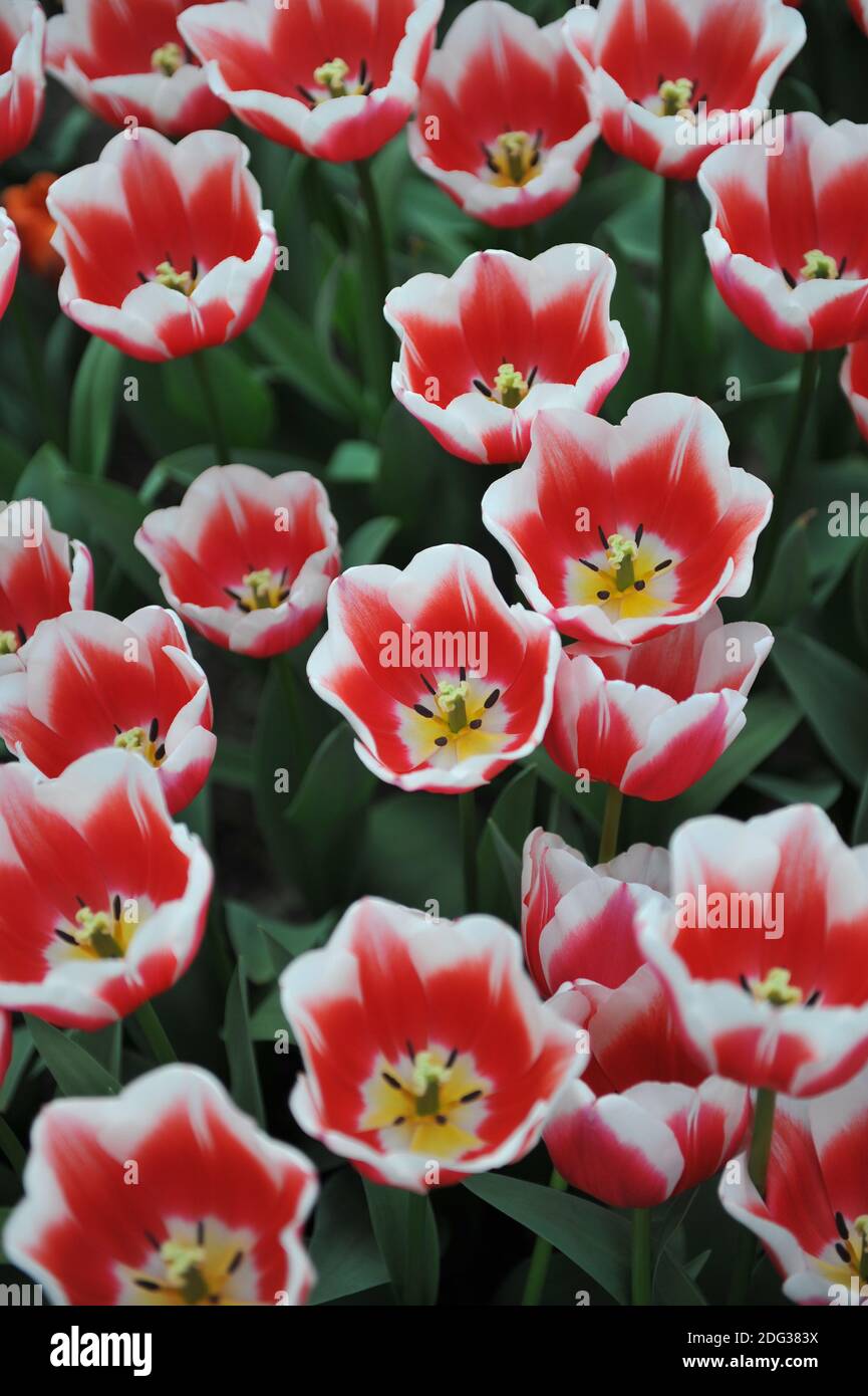 Red and white Triumph tulips (Tulipa) Dutch Design bloom in a garden in ...