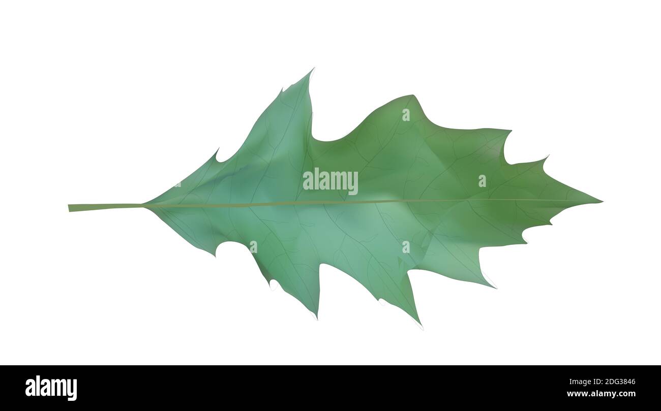 Colorful naturalistic Oak leaf. Illustration Stock Photo - Alamy