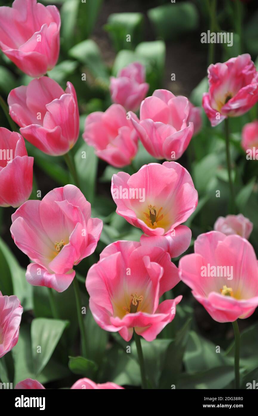 Tulipa dynasty hi-res stock photography and images - Alamy