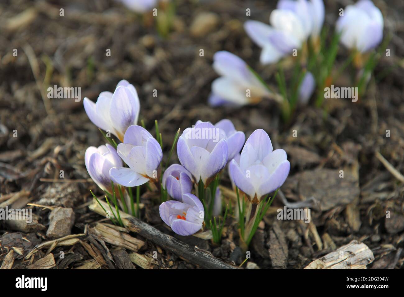 Chrysanthus blue pearl hi-res stock photography and images - Alamy
