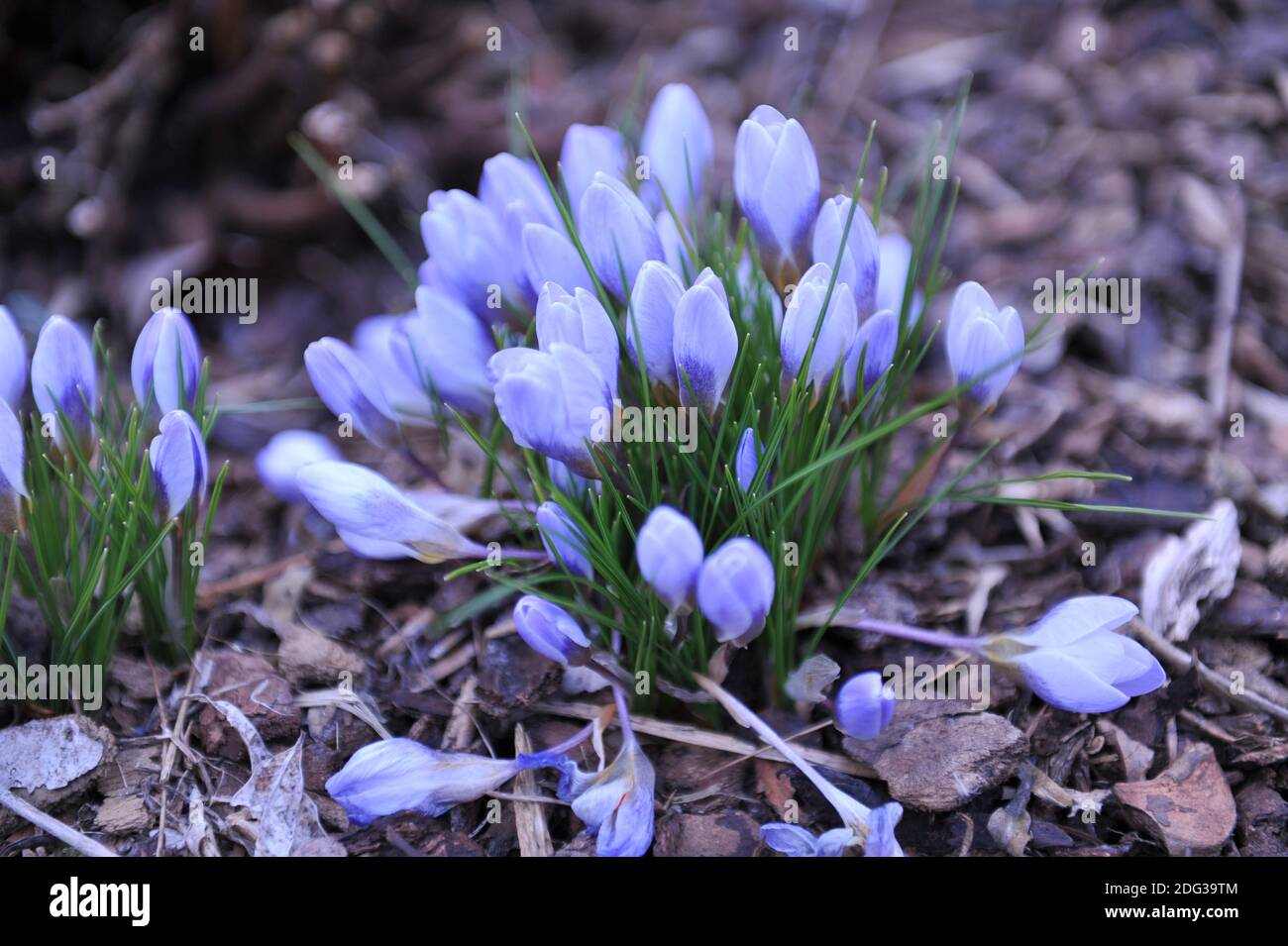 Crocus Blue Pearl bloom in a garden in March Stock Photo - Alamy