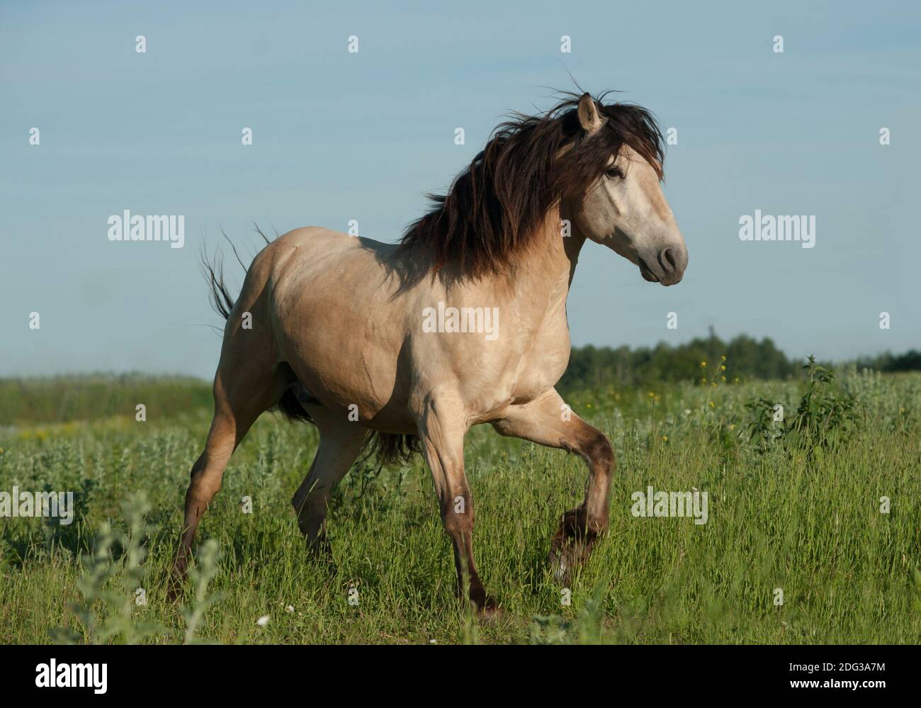 Rock sand stallion hi-res stock photography and images - Alamy