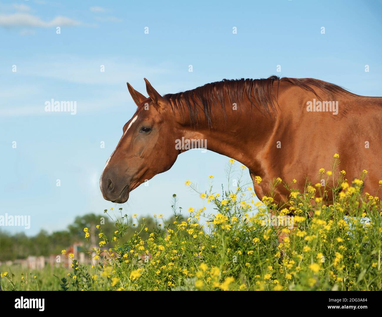 Golden Chestnut Horse