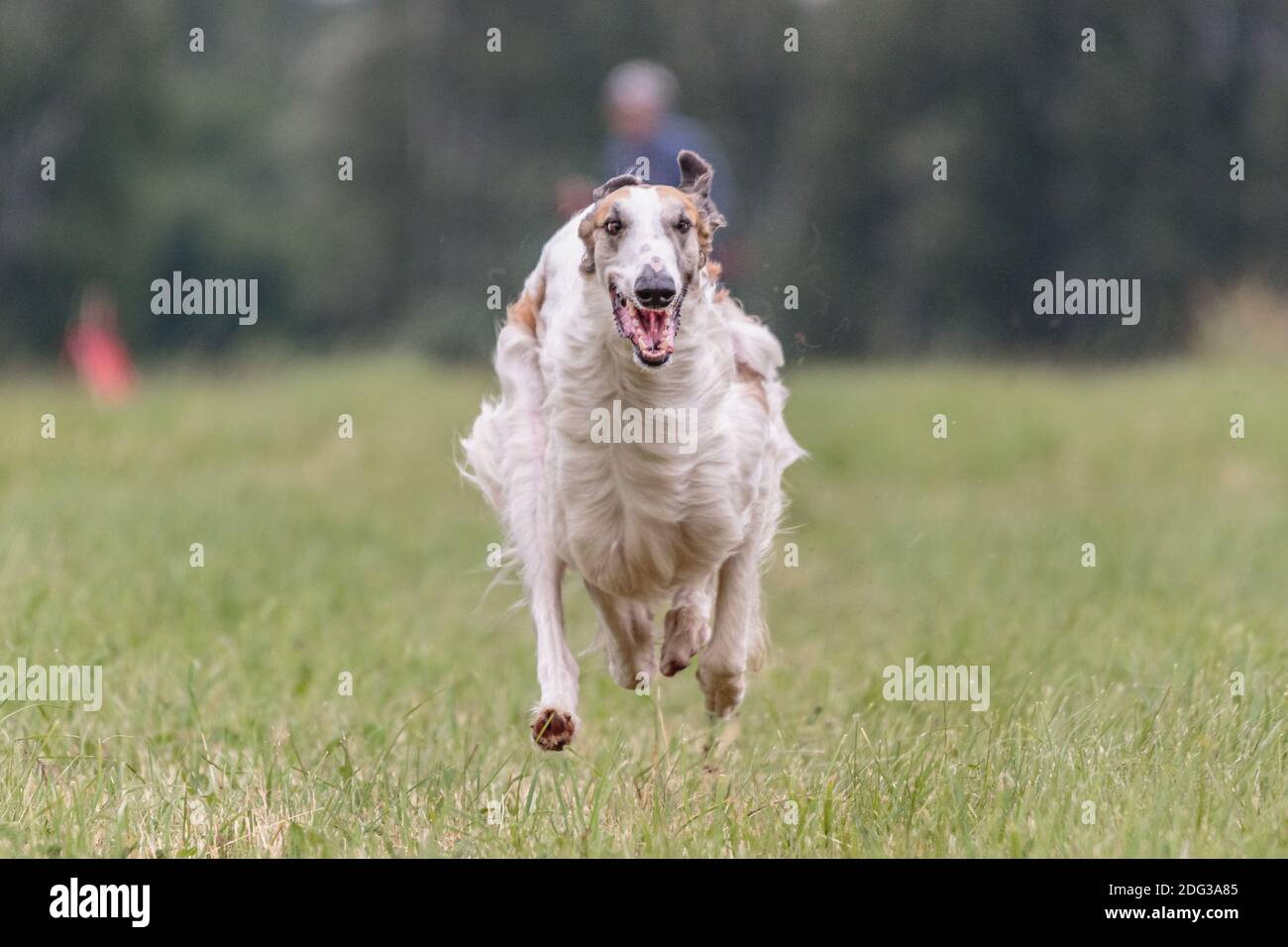 Russian Hunting Sighthound running in the field on lure coursing ...