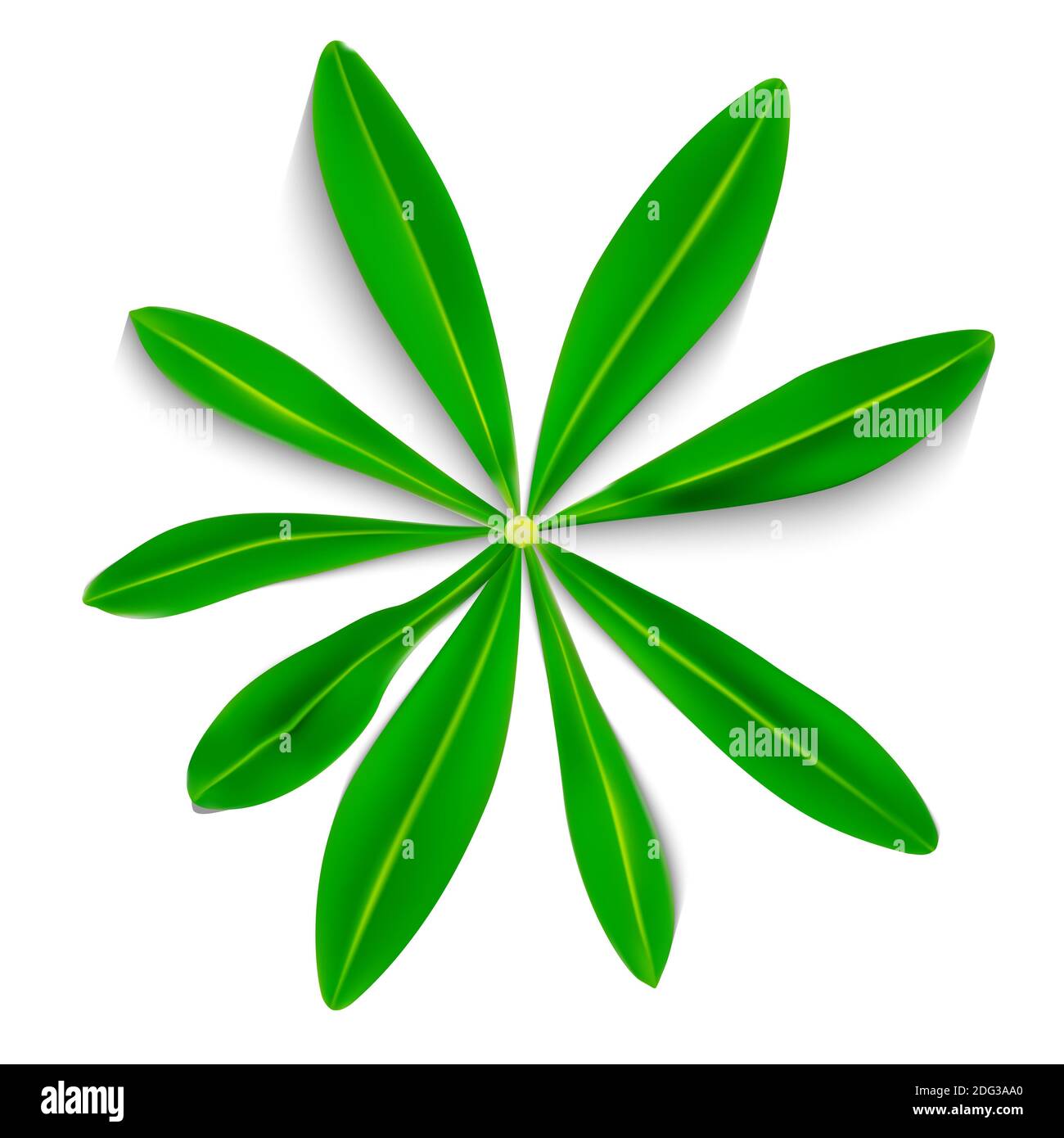 Naturalistic Colorful Lupine Leaf on White Background. Illustration ...