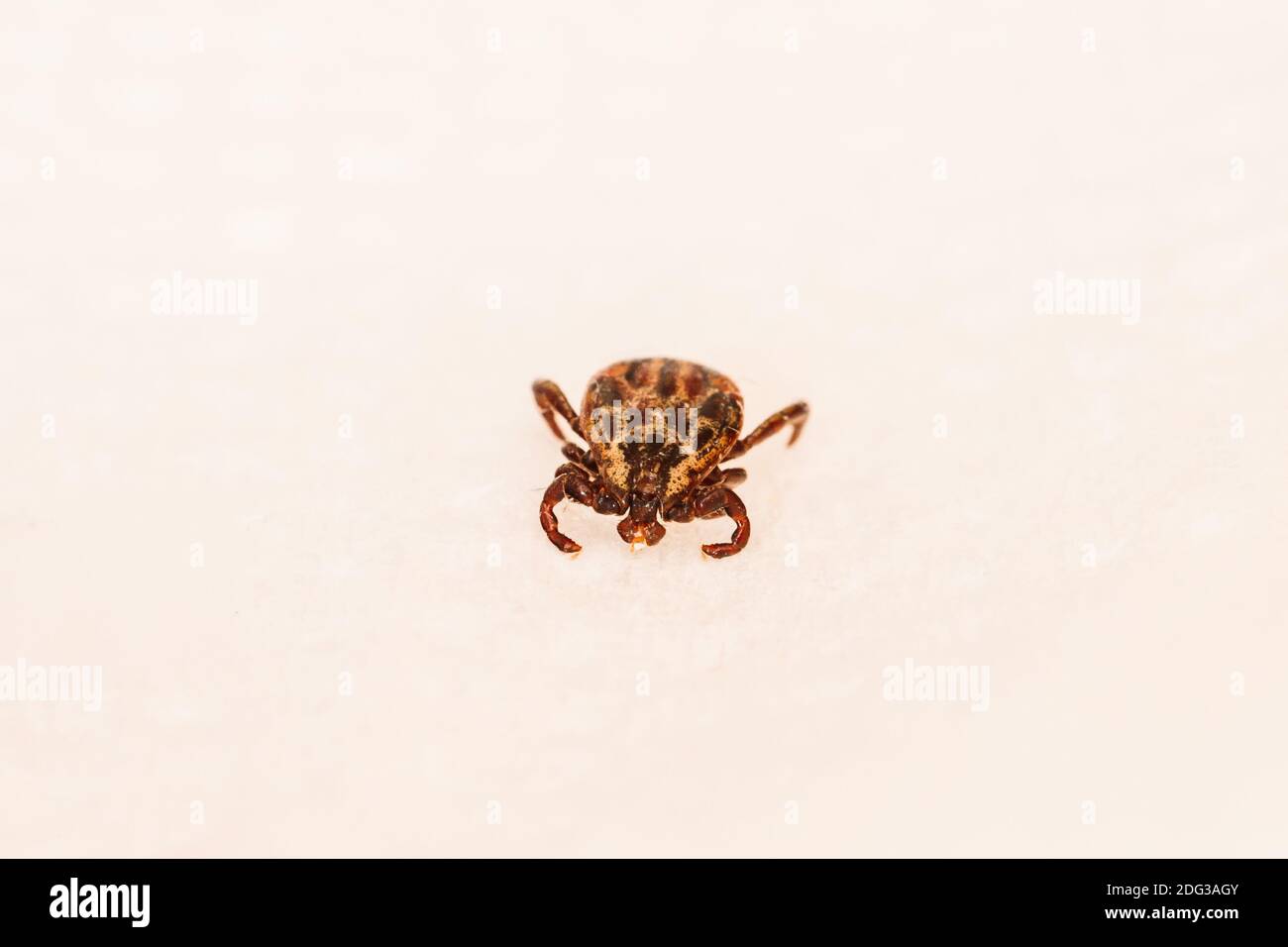 Dermacentor Reticulatus On White Paper Background. Also Known As The ...