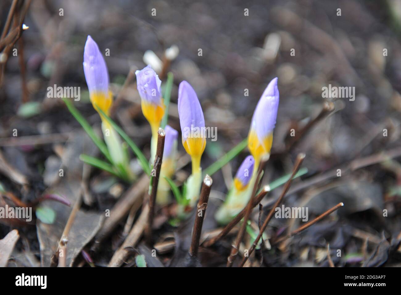 Light violet Sieber's crocus (Crocus sieberi) Firefly bloom in a garden ...