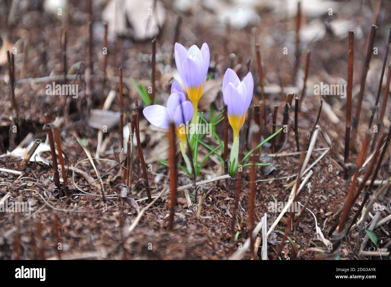 Light violet Sieber's crocus (Crocus sieberi) Firefly bloom in a garden ...