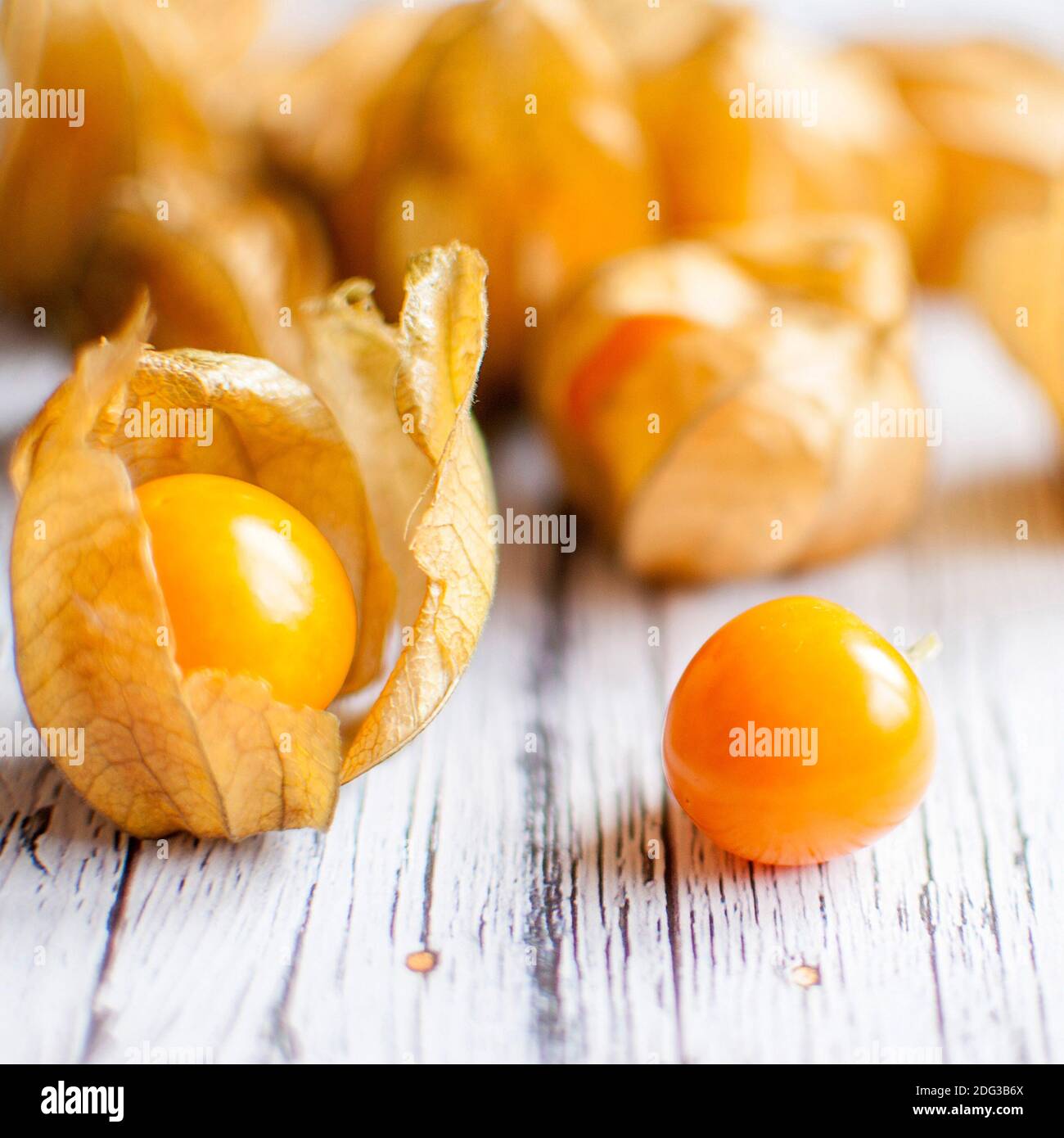 Physalis husk hi-res stock photography and images - Alamy