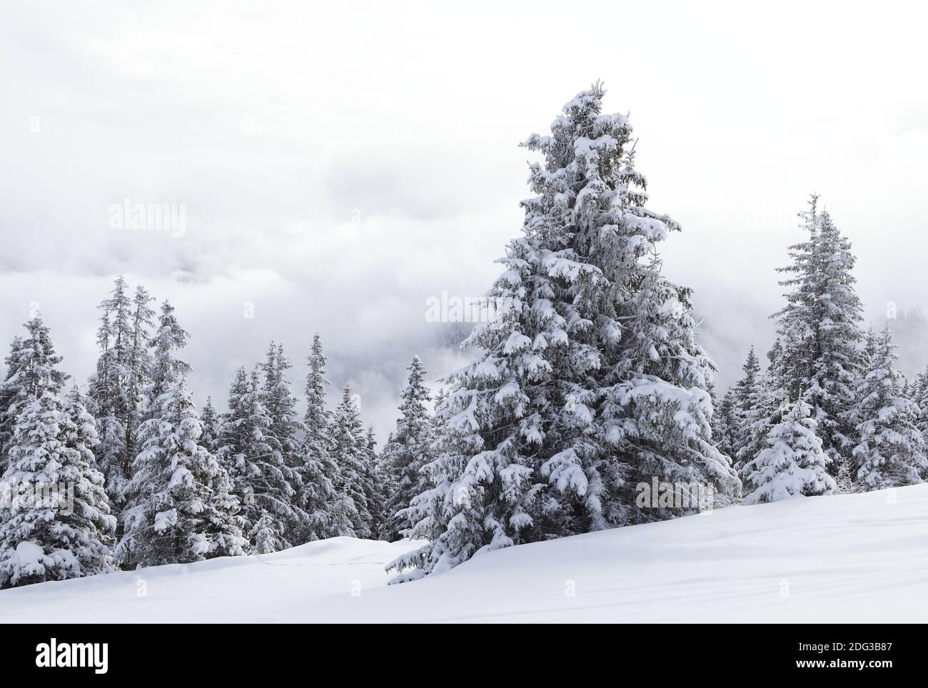 Snow Covered Spruce Trees Stock Photo - Alamy