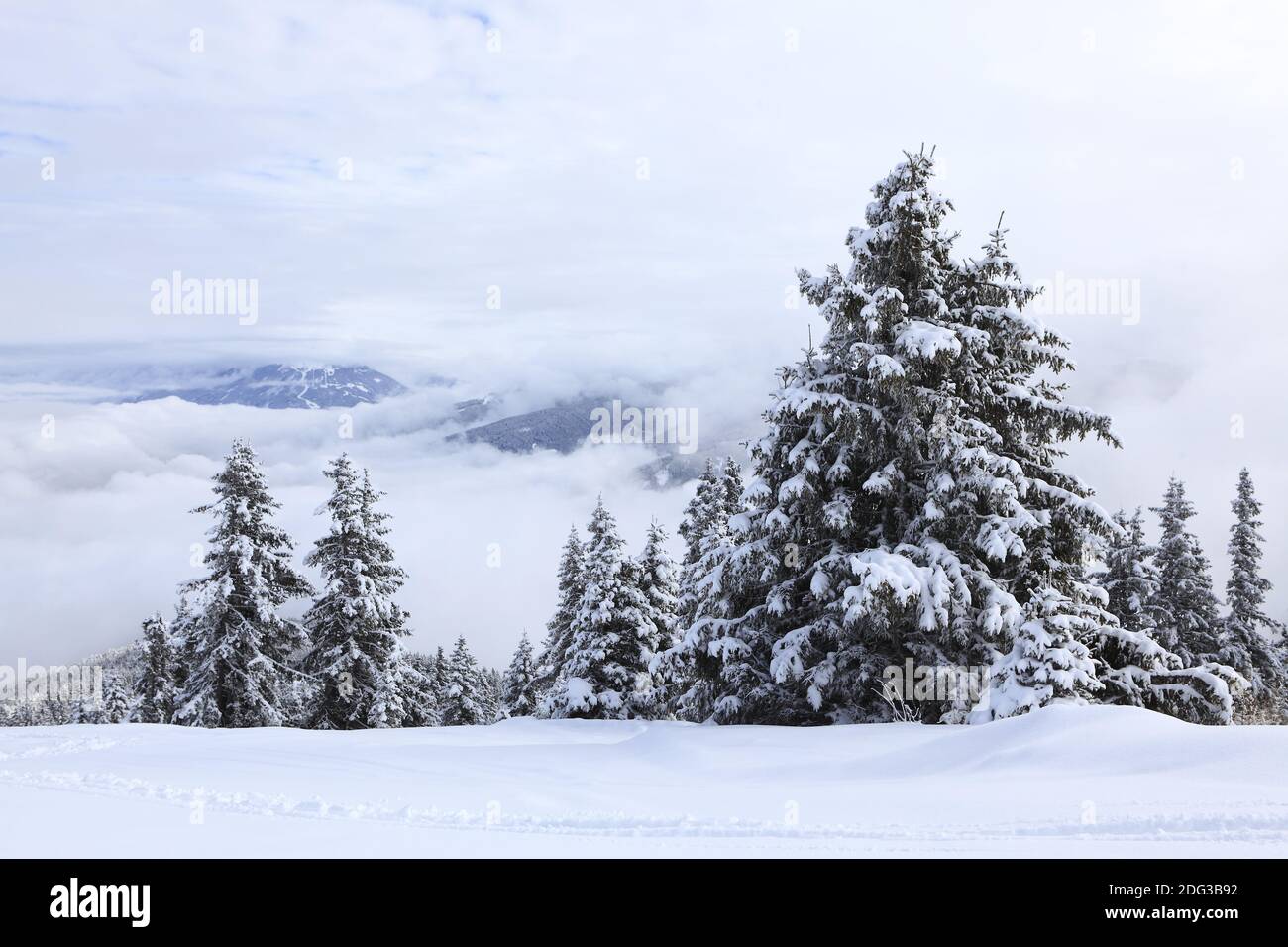 Covered spruce hi-res stock photography and images - Alamy