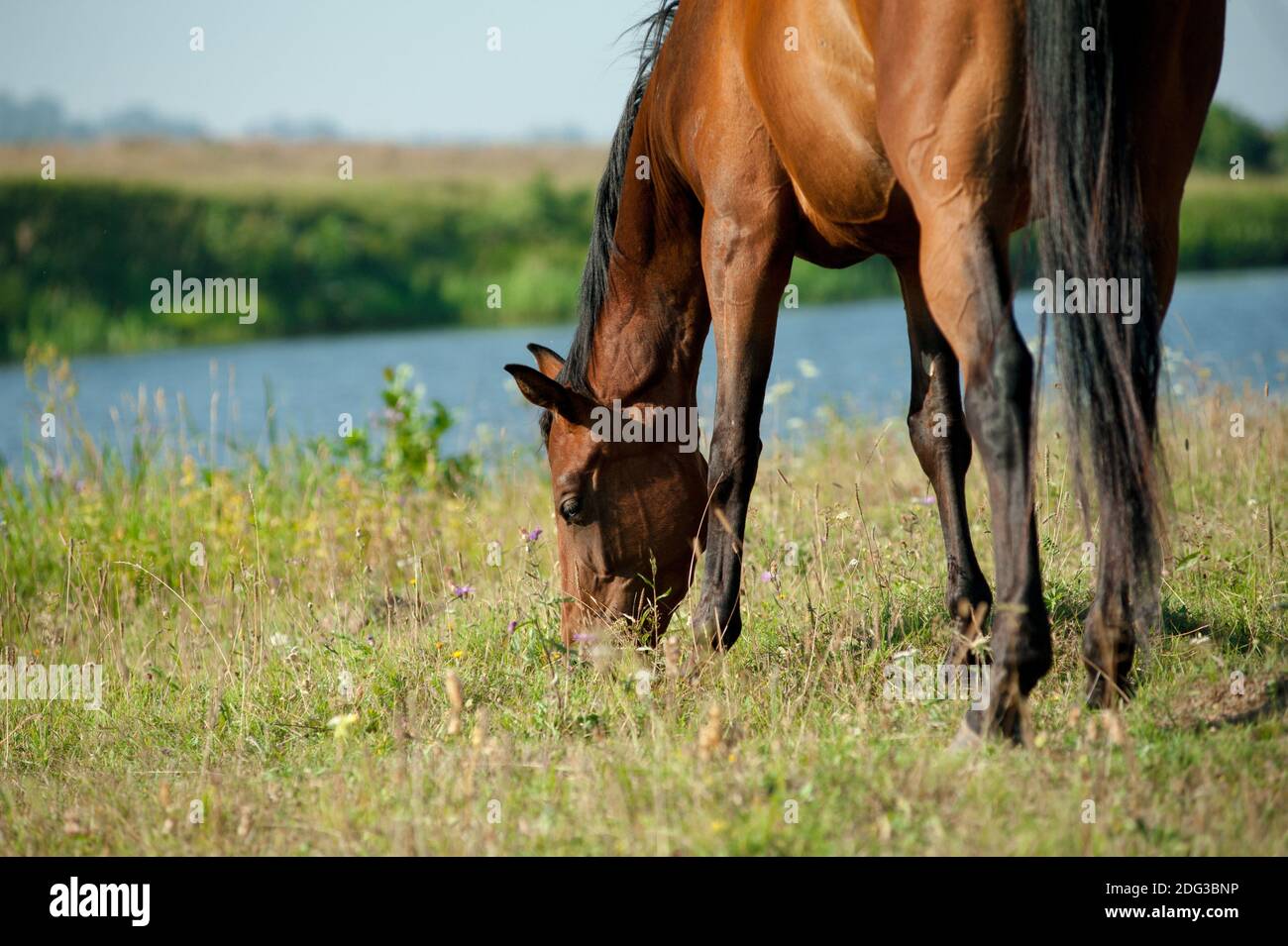Purebred horse hi-res stock photography and images - Alamy