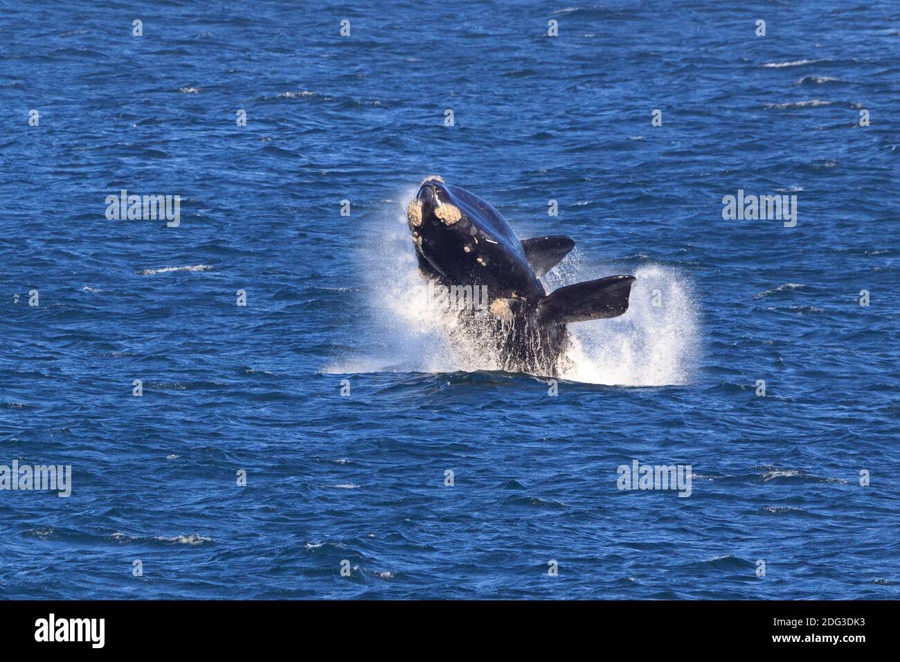 Southern Right Whale Stock Photo - Alamy
