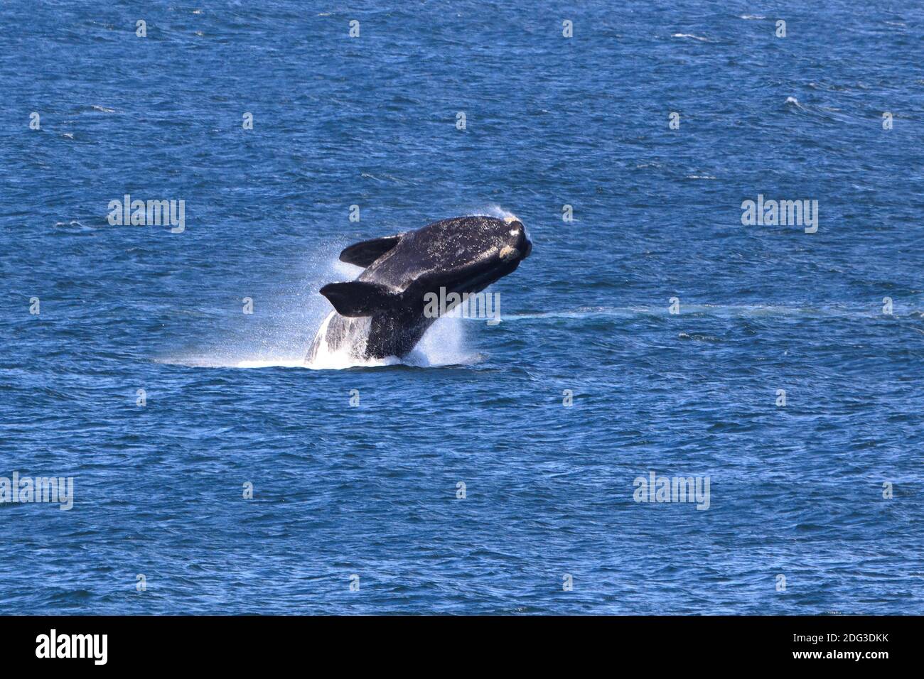 Southern Right Whale Stock Photo - Alamy