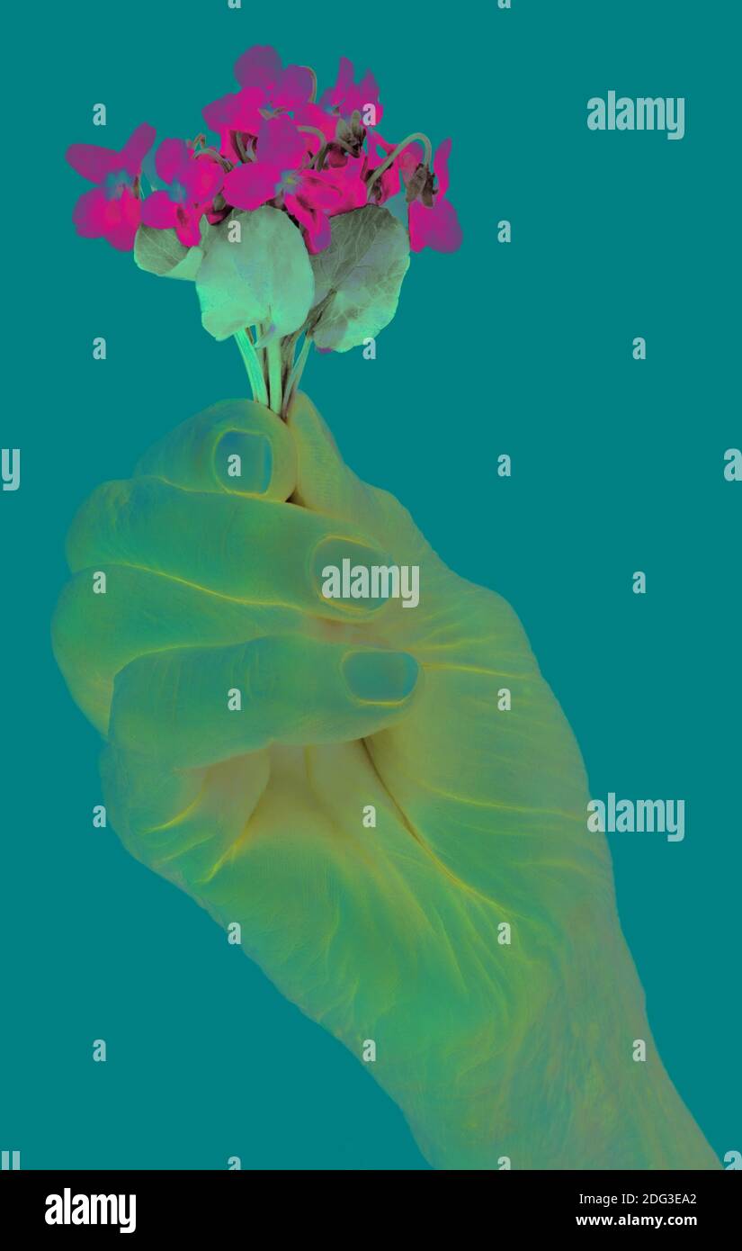 Violet Flower Cutout Stock Photo - Alamy