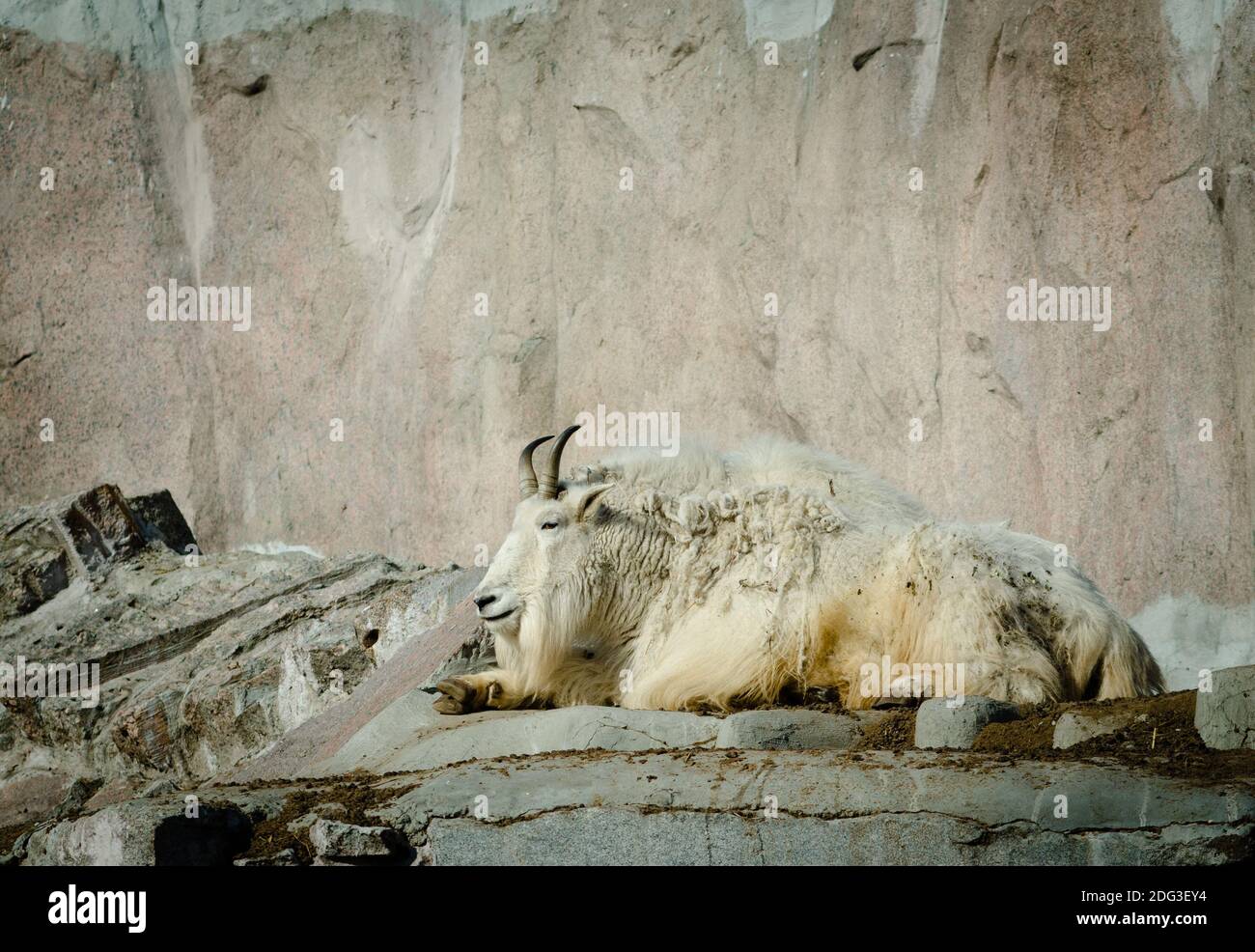 Adult rocky goat having rest on rocks Stock Photo - Alamy