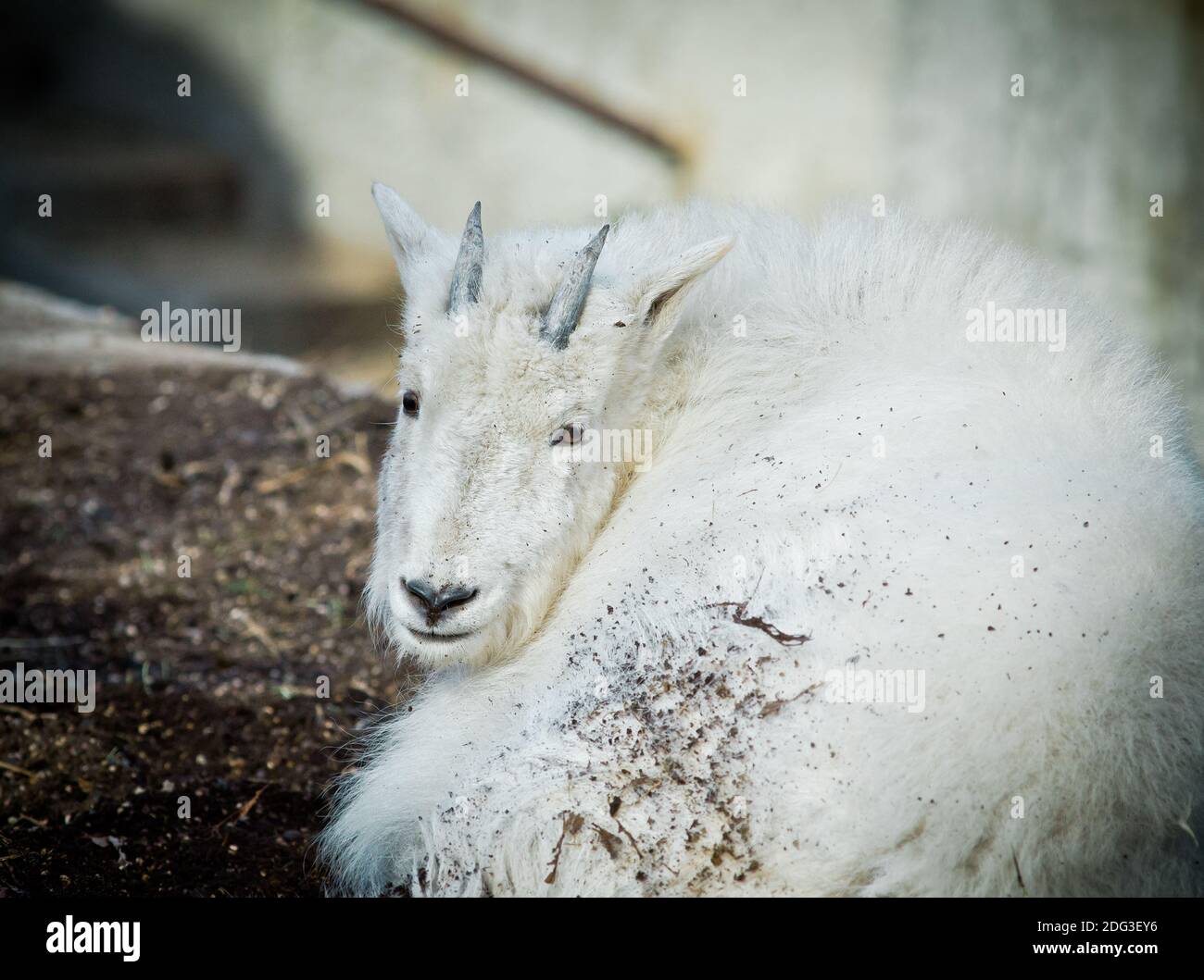 Young snow goat having rest Stock Photo - Alamy