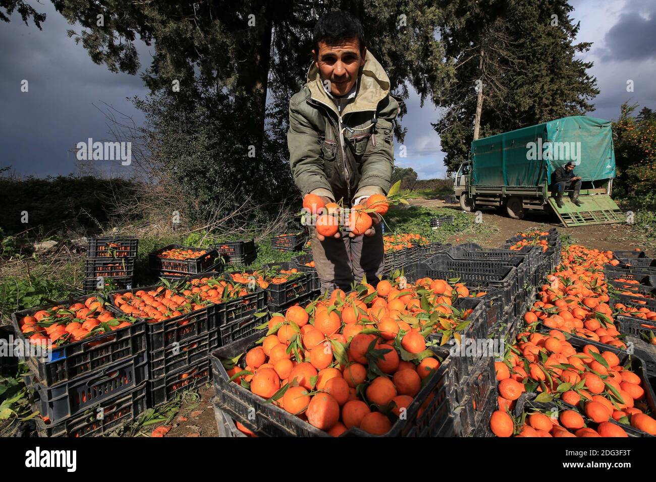 Harvest of oranges and clementines in Boufarik, Algeria, on January 14 ...