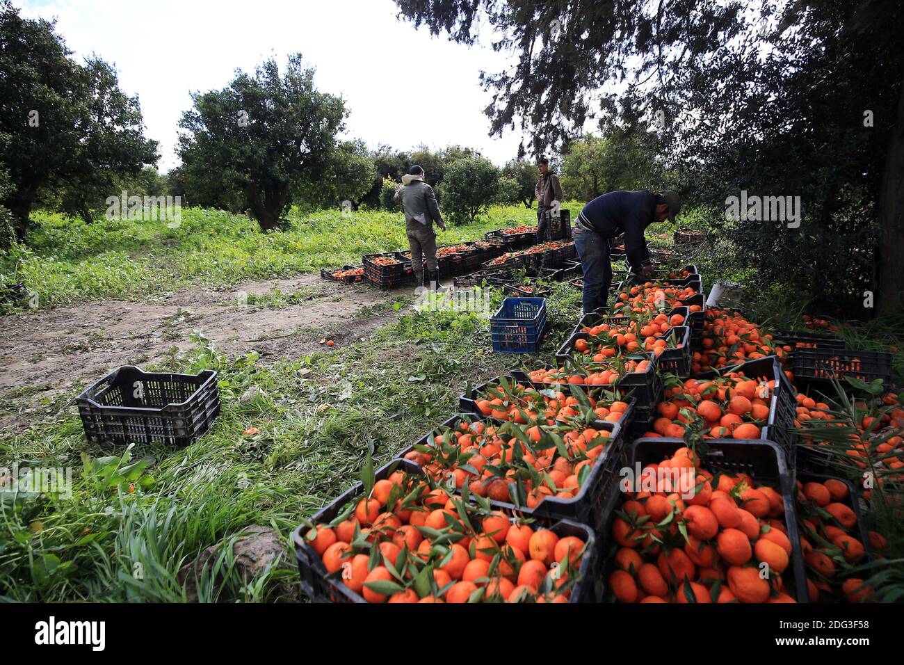 Harvest of oranges and clementines in Boufarik, Algeria, on January 14 ...