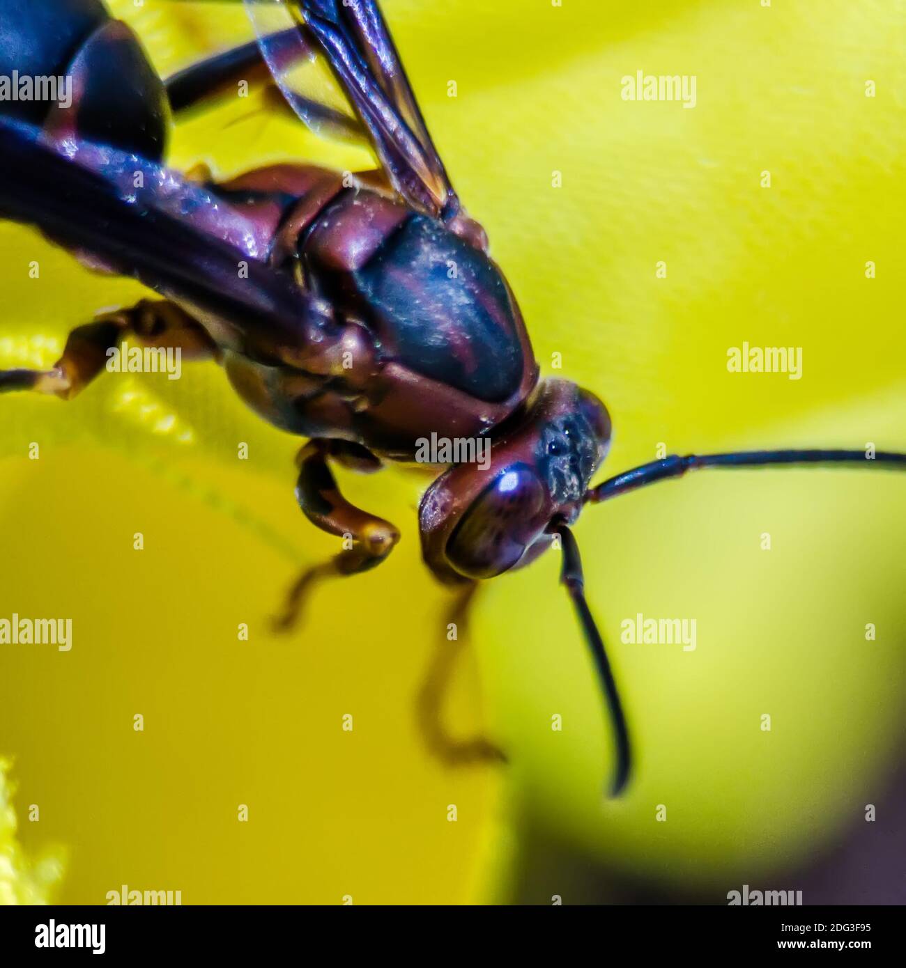 Yellow jacket wasp stinger hi-res stock photography and images - Alamy