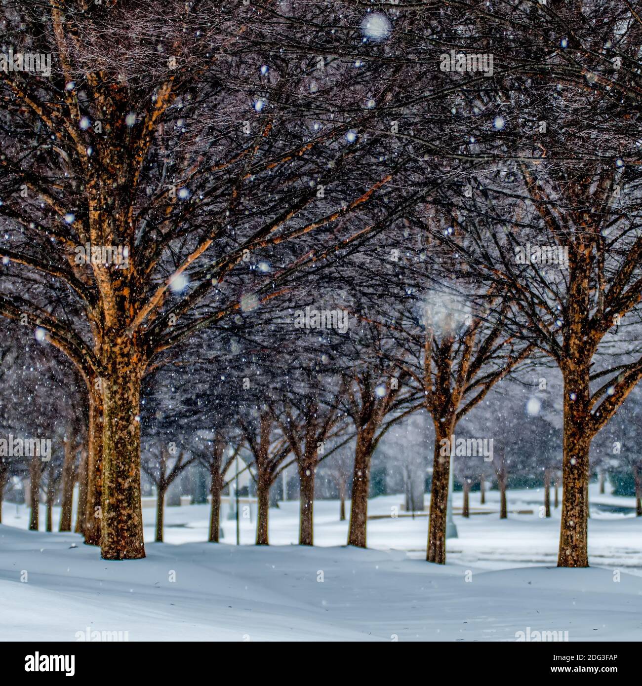 Snow covered sidewalk alley with trees in winter Stock Photo - Alamy