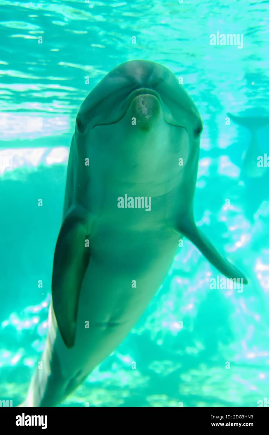 Dolphin posing for a camera closeup Stock Photo - Alamy