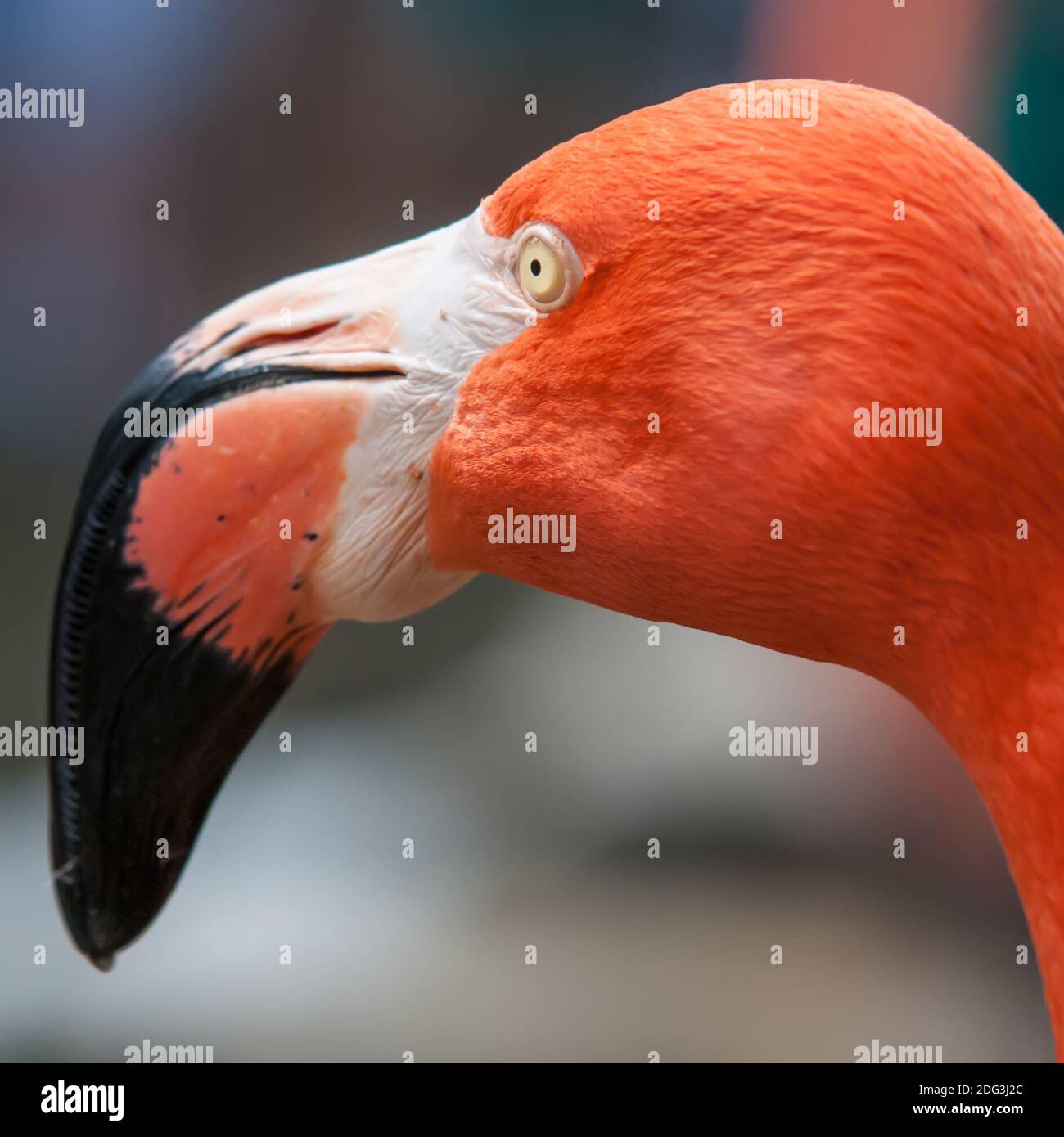 Pink flamingo at a zoo in spring Stock Photo - Alamy