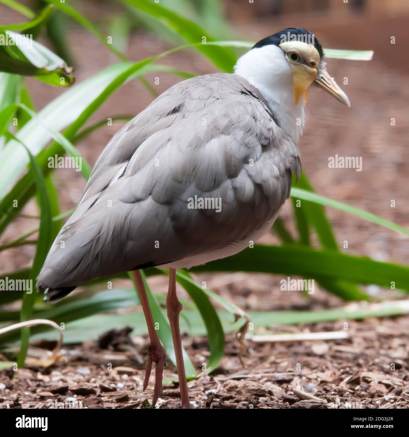 The Masked Lapwing (Vanellus miles),previously known as the Masked ...