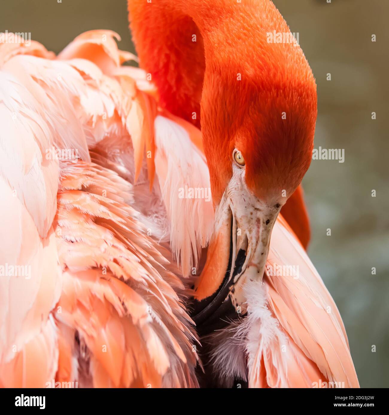 Pink flamingo at a zoo in spring Stock Photo - Alamy