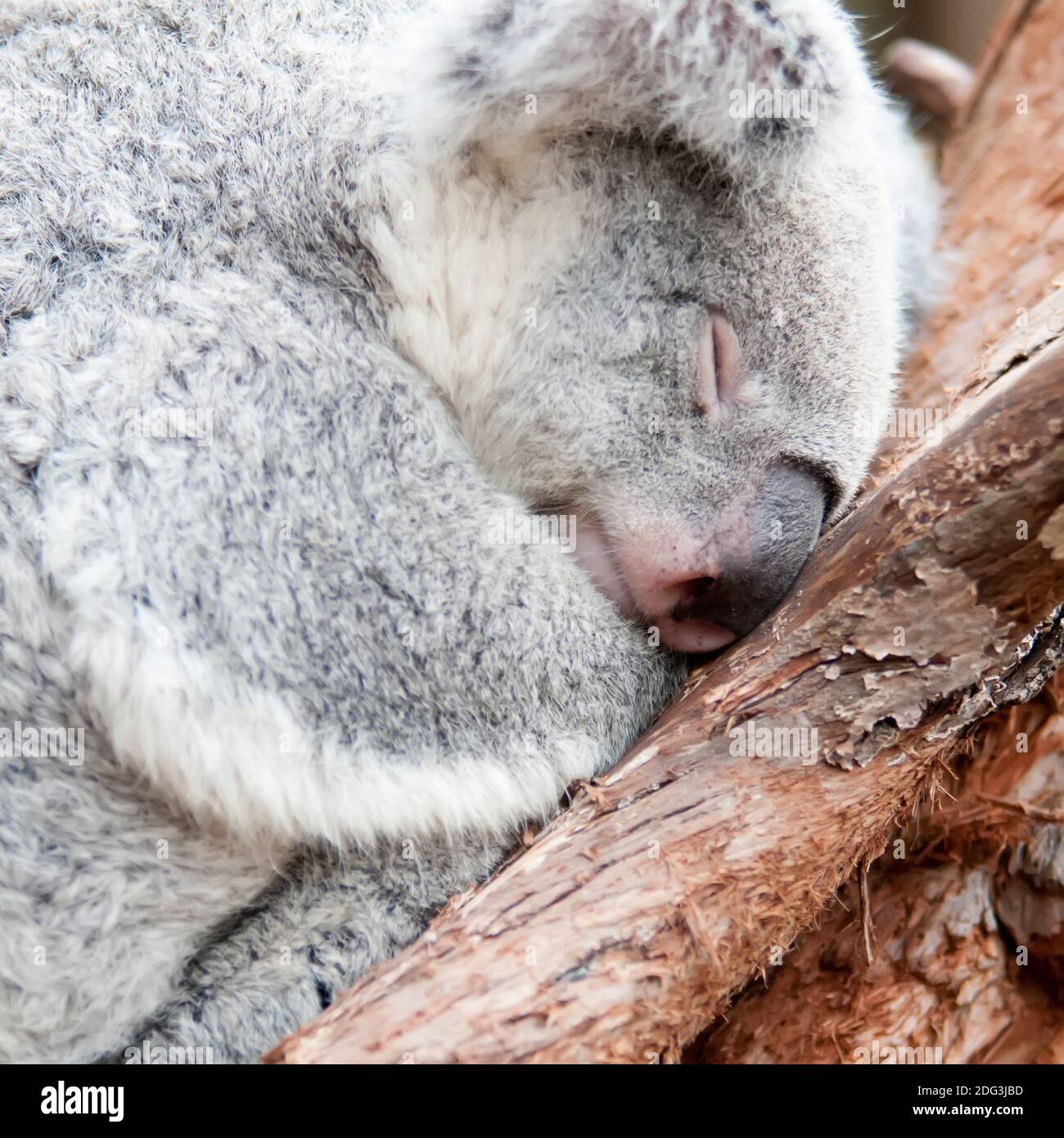 Adorable koala bear taking a nap sleeping on a tree Stock Photo - Alamy