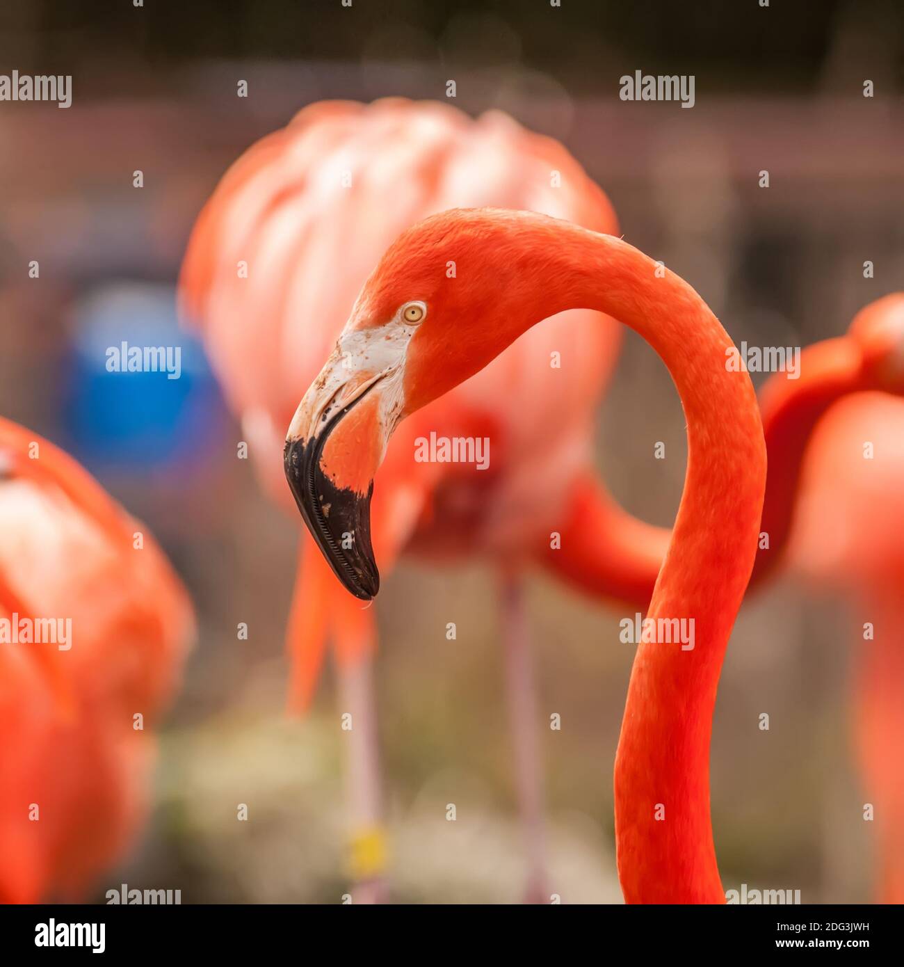 Pink flamingo at a zoo in spring Stock Photo - Alamy